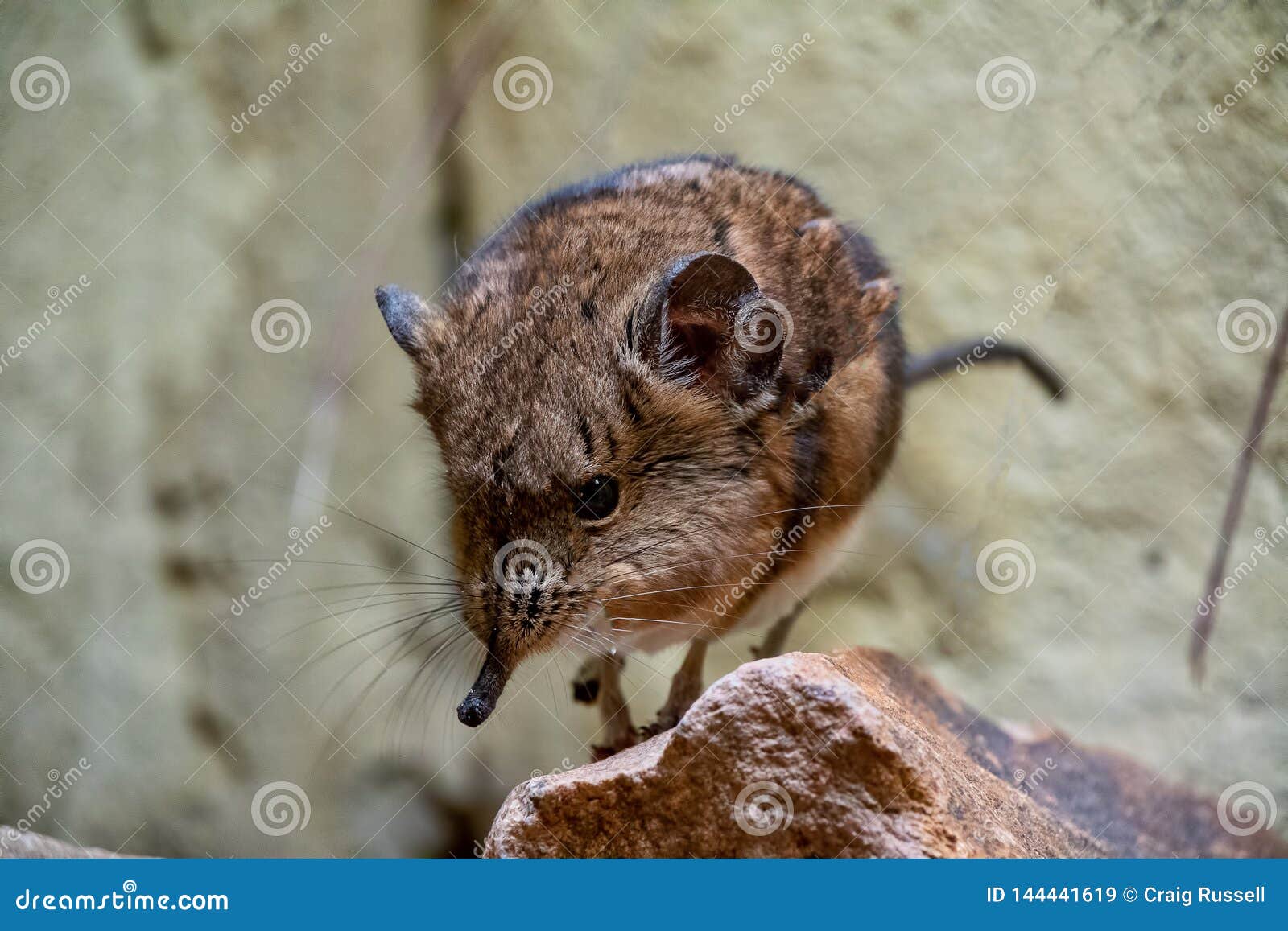 Short Eared Sengi Standing on a Rock Stock Image - Image of wild ...