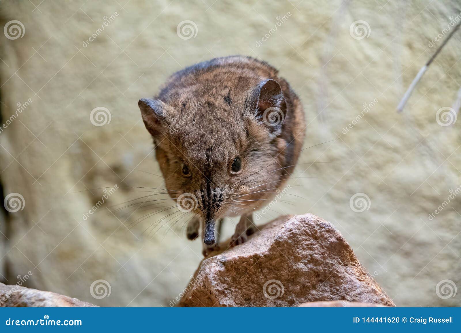 Short Eared Sengi Standing on a Rock Stock Photo - Image of natural ...