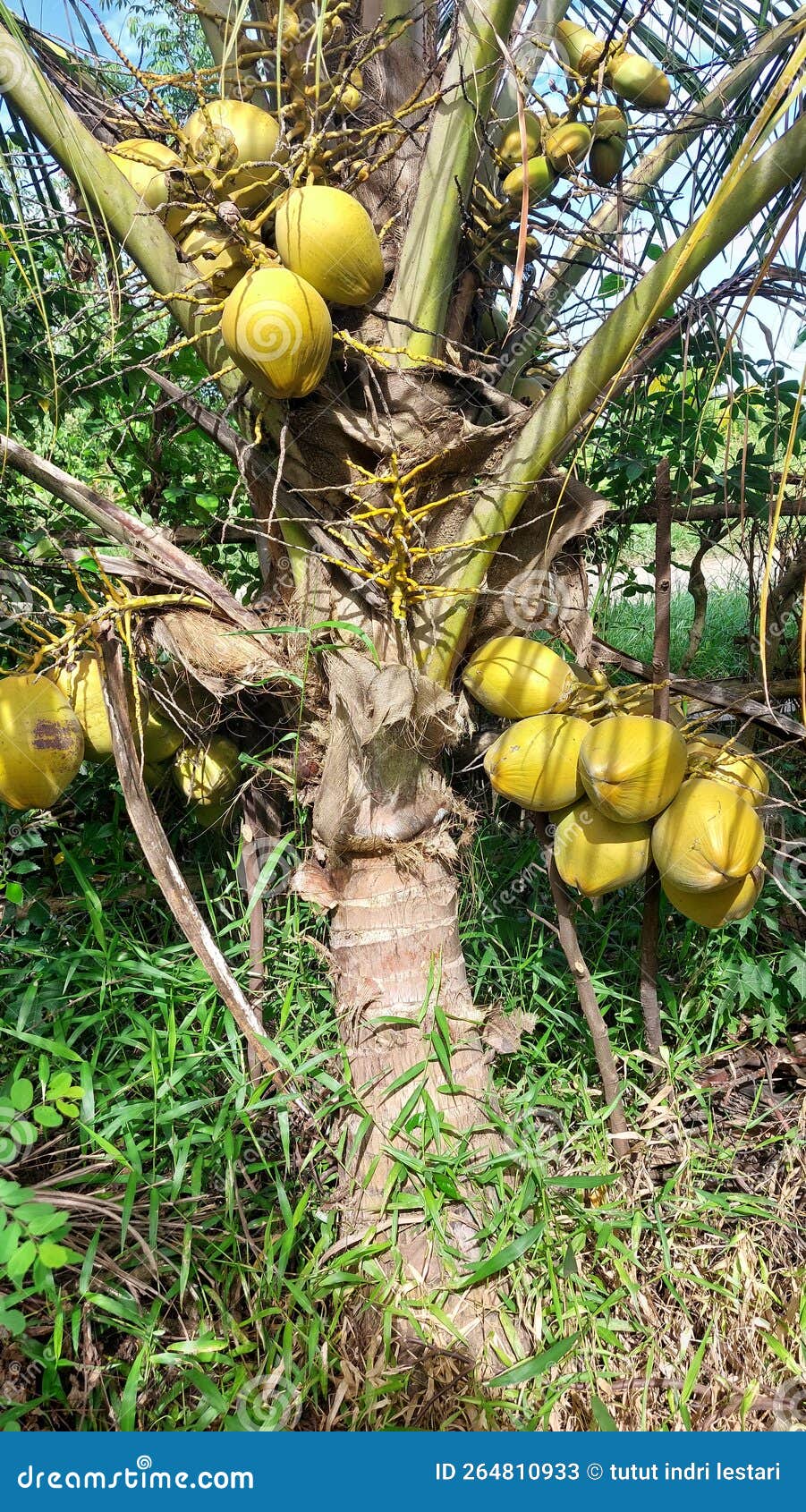 Short coconut tree stock image. Image of food, produce - 264810933