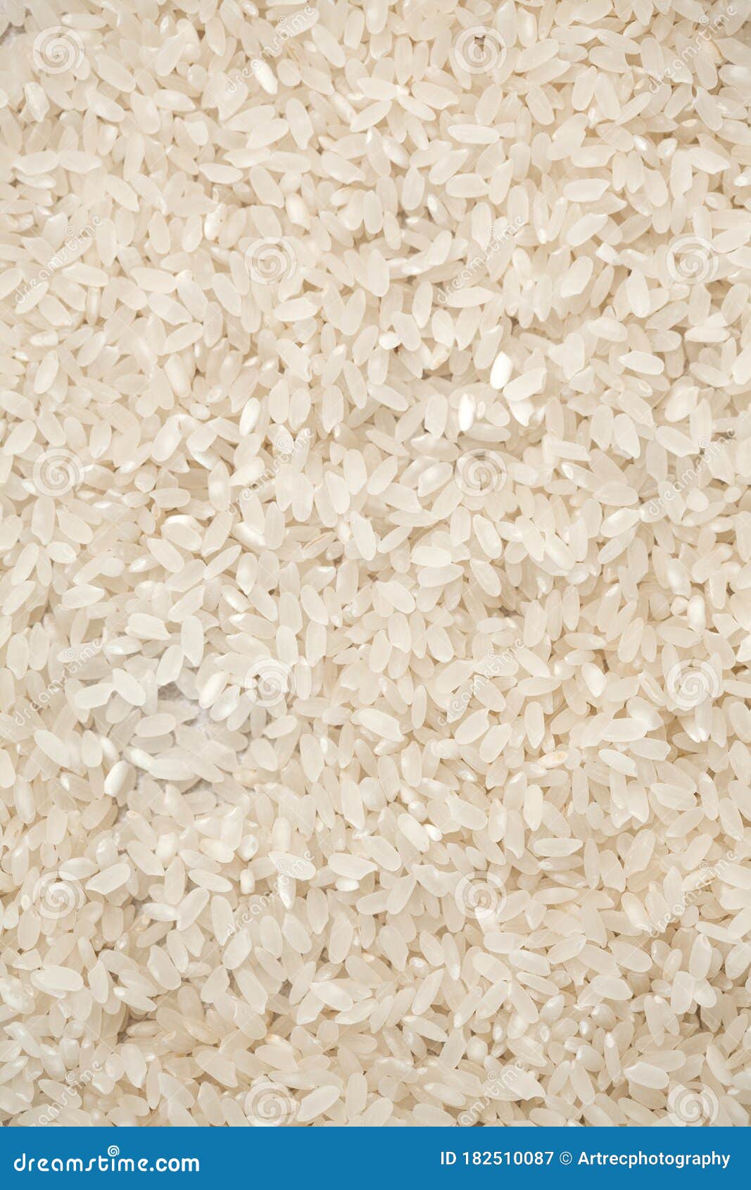 Short Grain Italian White Rice Seamless Pattern Background Stock Image ...