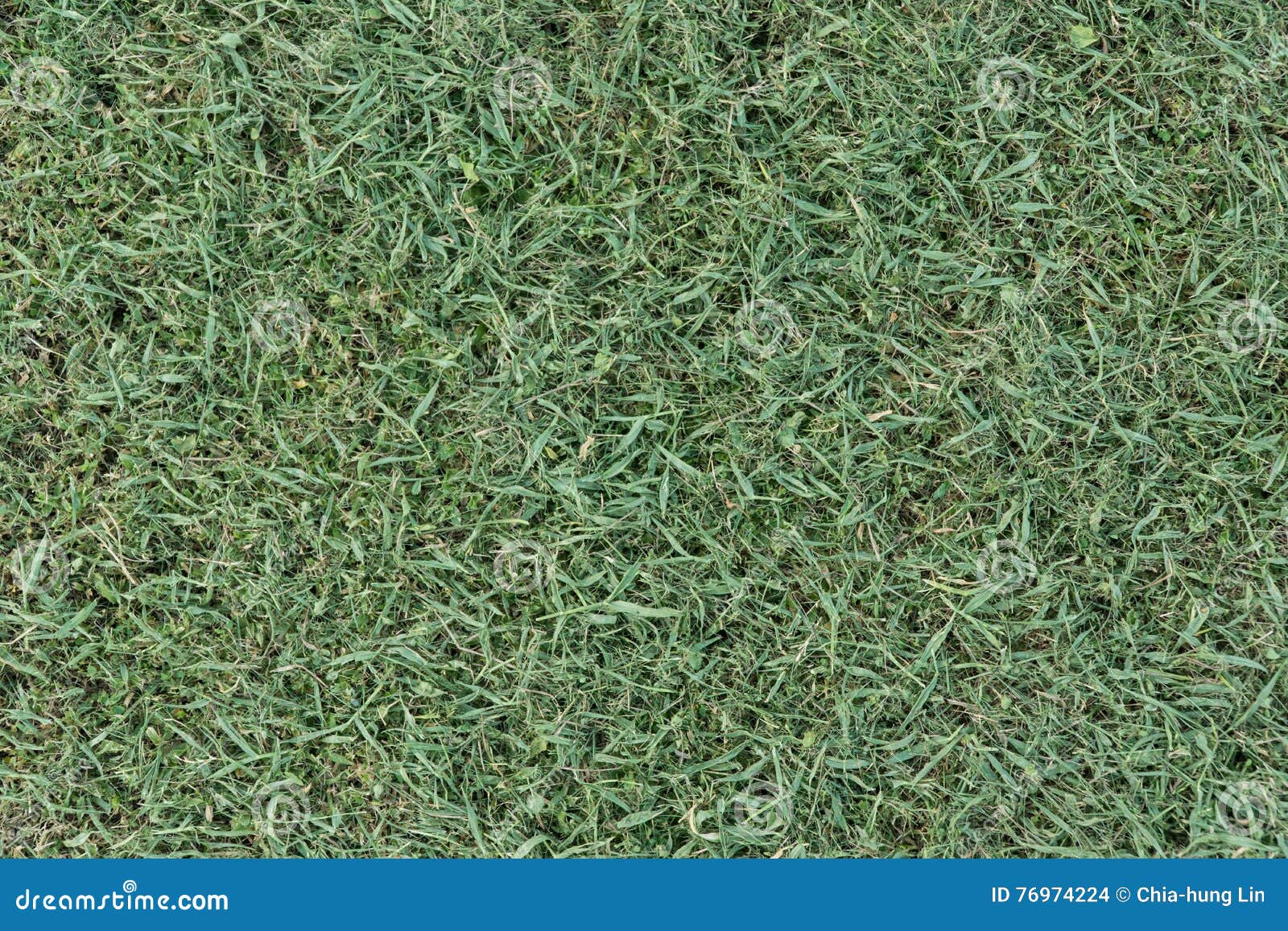 Short Grass Background that is Just Been Cut. Stock Photo - Image of ...
