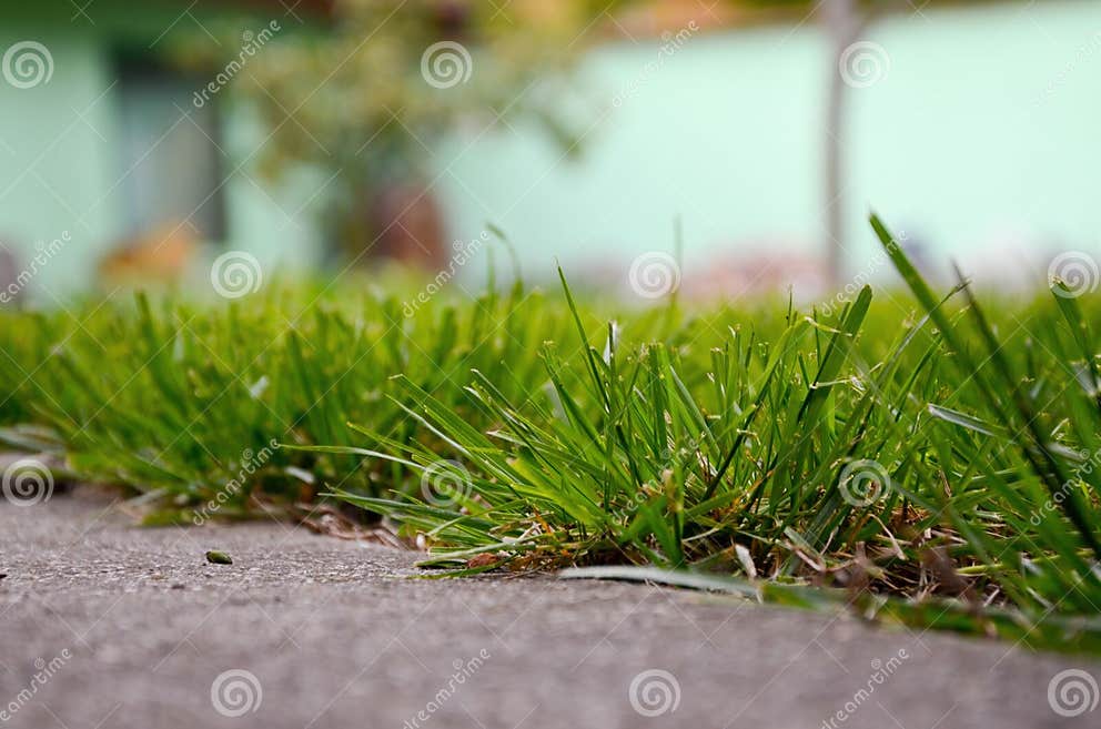 Short Grass in the Backyard Stock Image - Image of natural, light ...