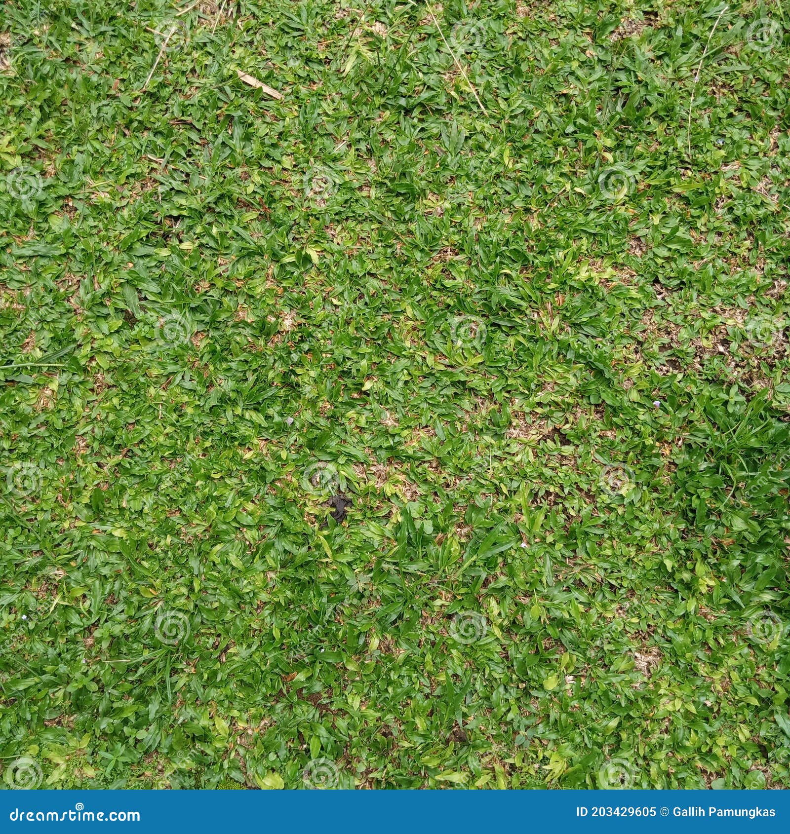 Short Grass Texture in the Garden Stock Image - Image of cable, grass ...