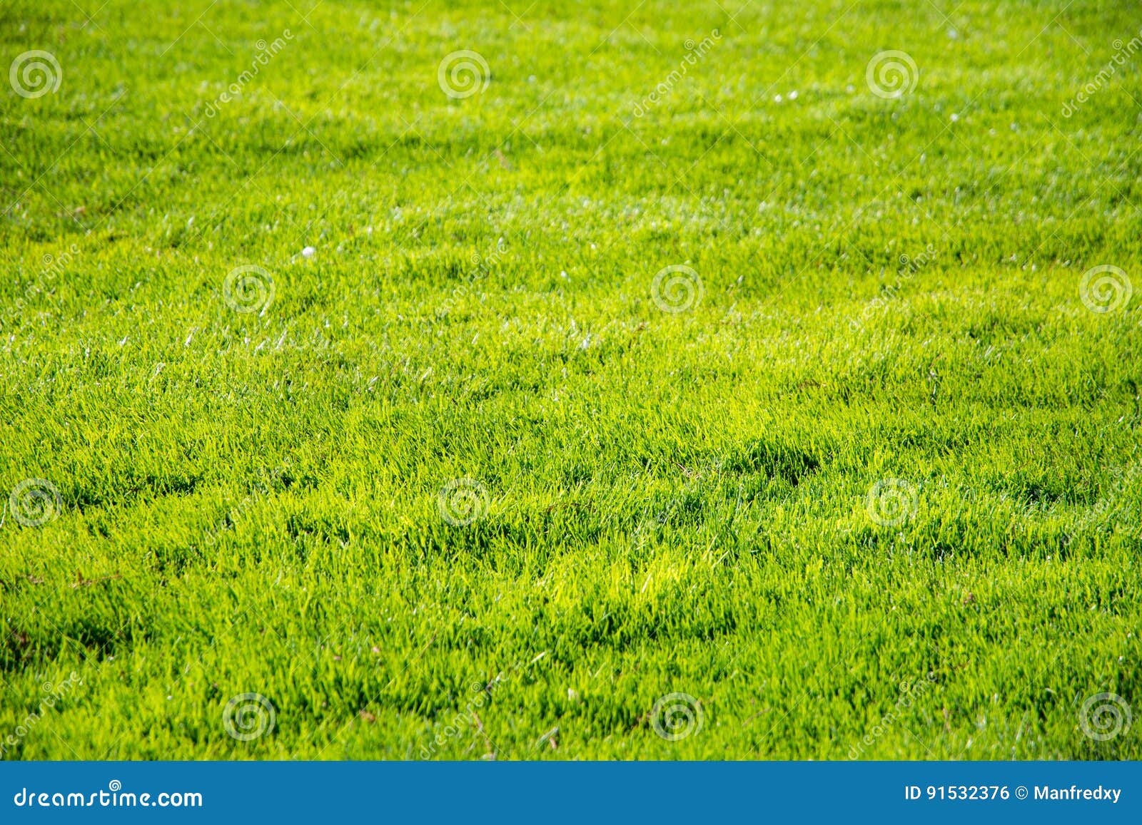 Short Green Grass Background Stock Photo - Image of growth, meadow ...