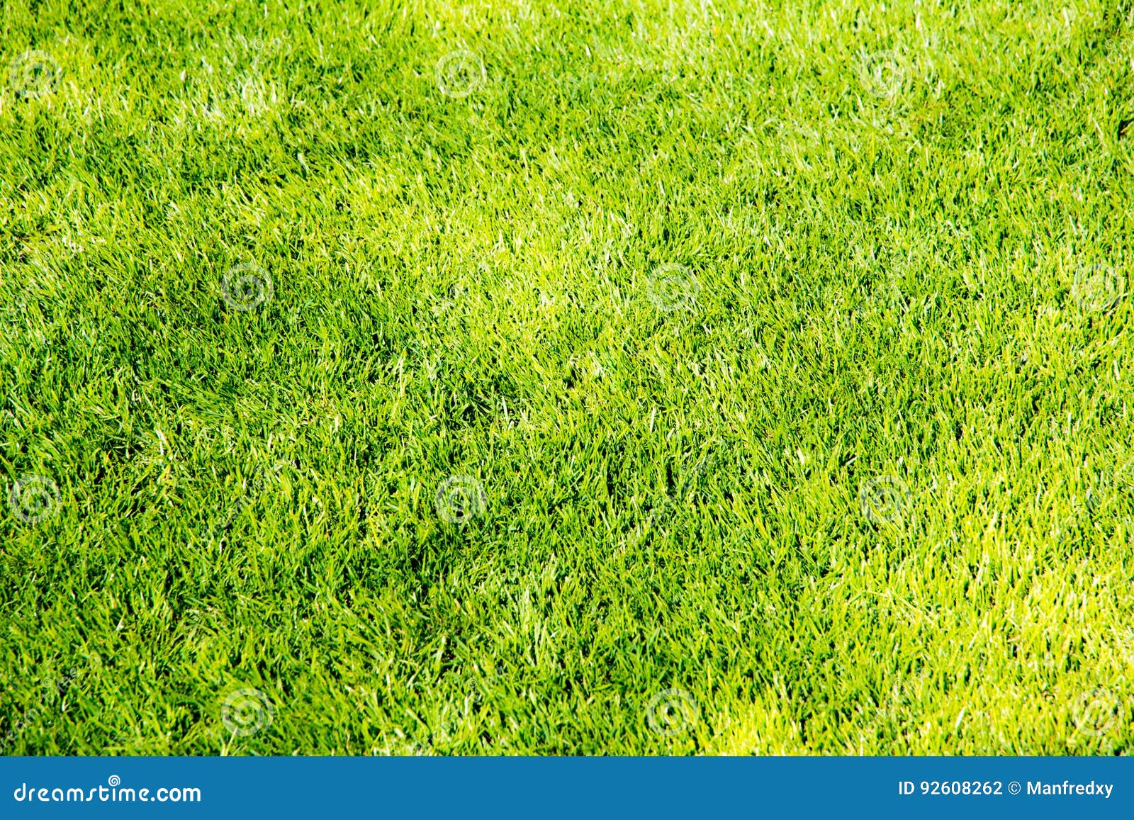 Short Green Grass Background Stock Photo - Image of garden, regular ...