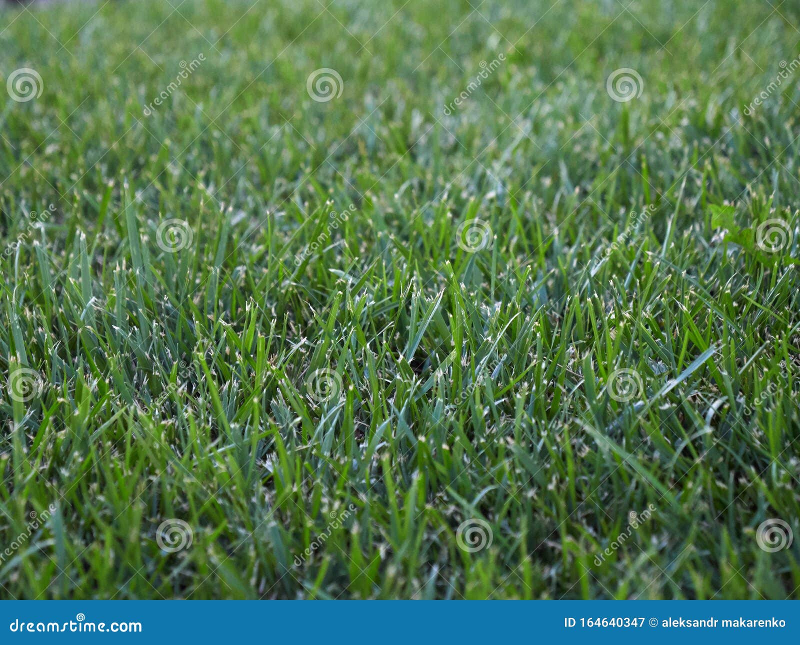 Short Green Grass Lawn. Close Up in the Evening Stock Image - Image of ...