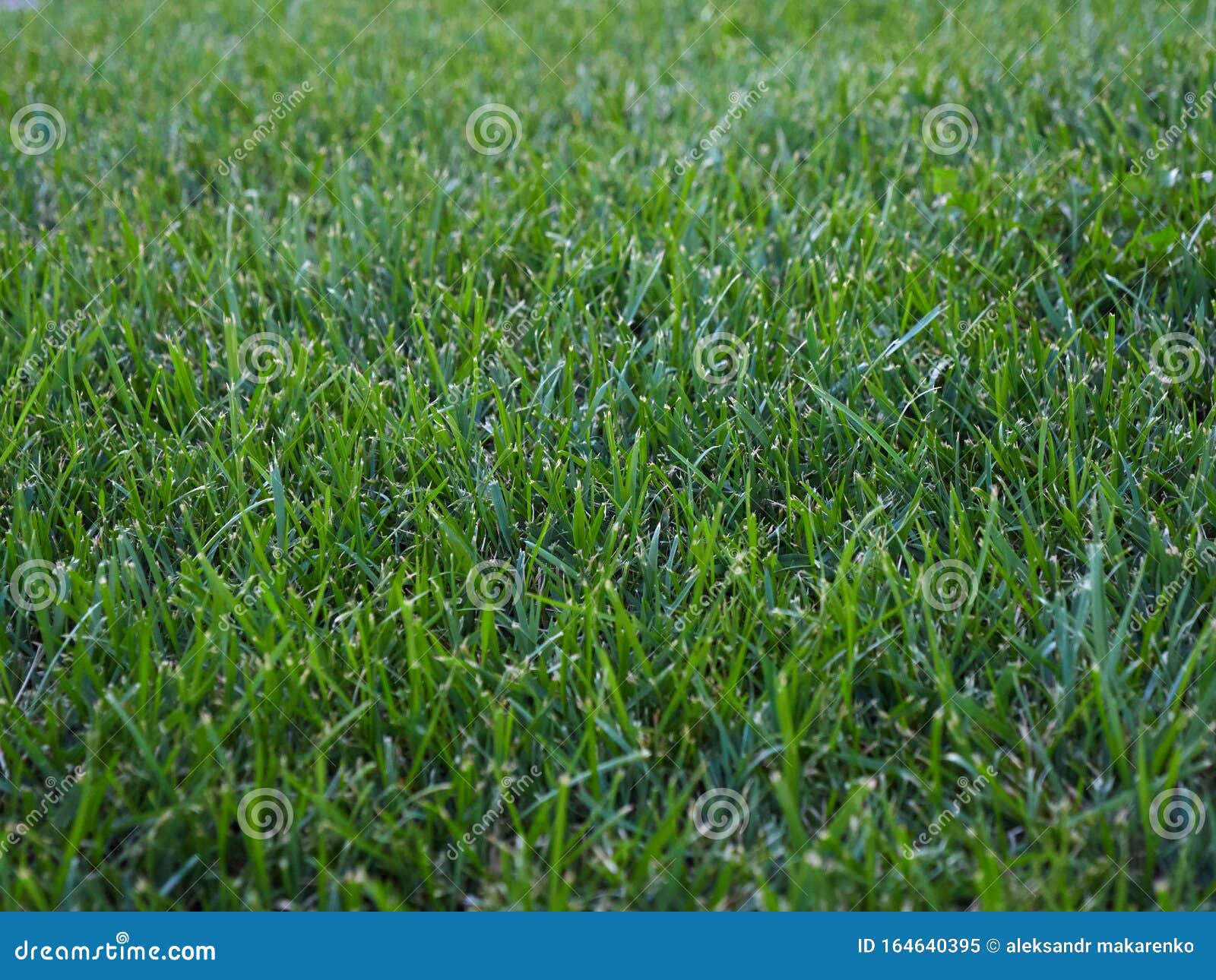 Short Green Grass Lawn. Close Up in the Evening Stock Image - Image of ...