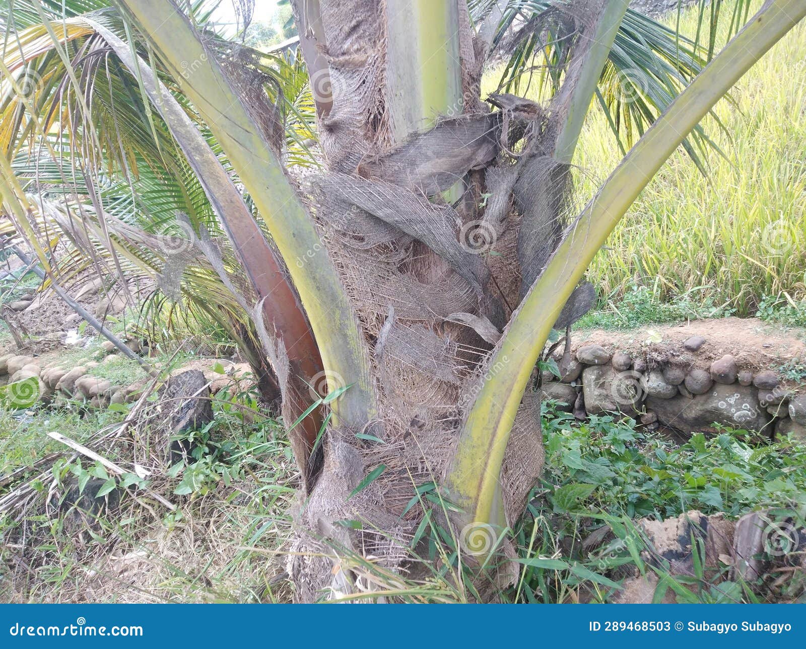 Short Growing Coconut Tree in the Garden Editorial Stock Photo - Image ...