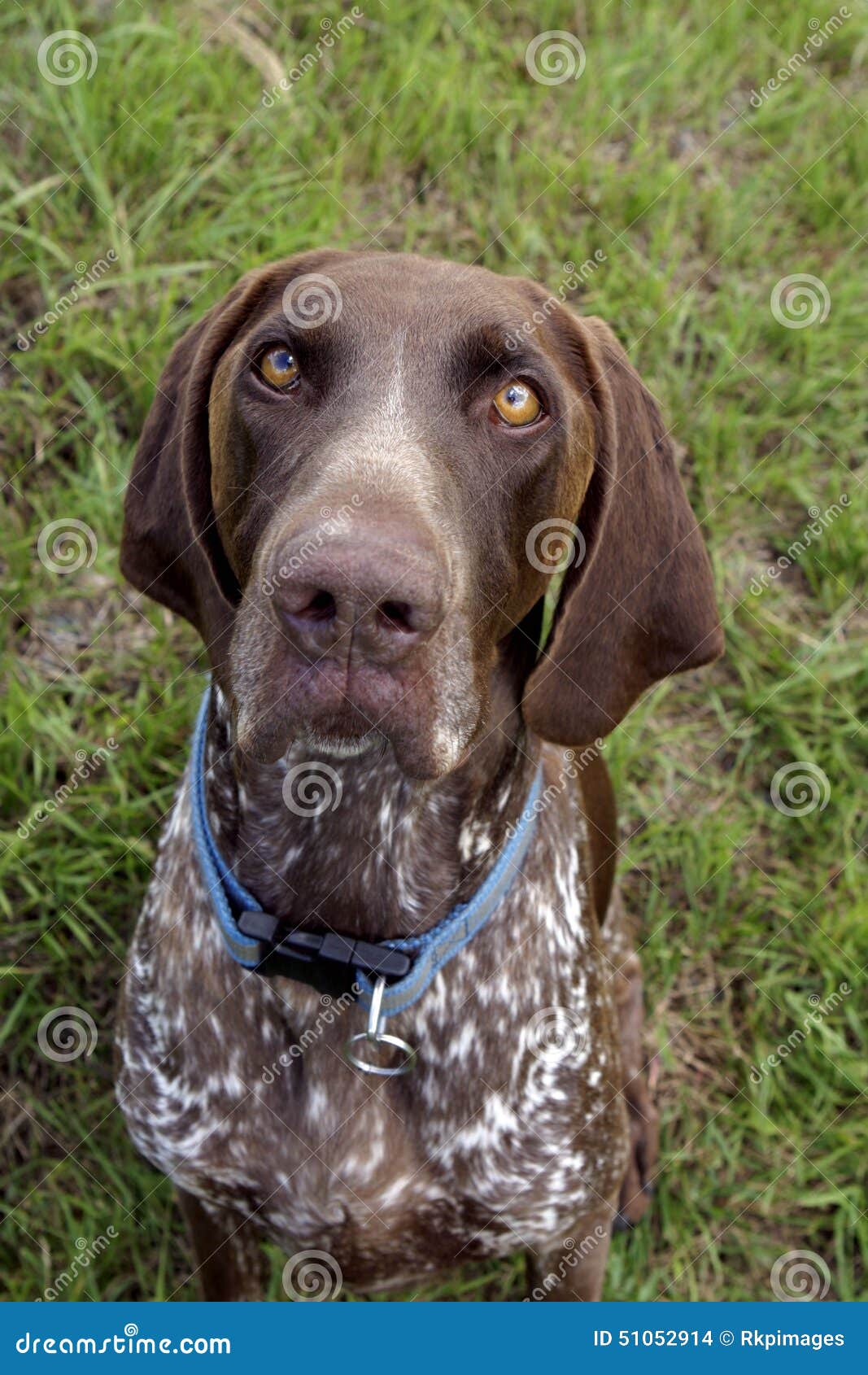 Short-hair Pointer stock photo. Image of vertical, nature - 51052914