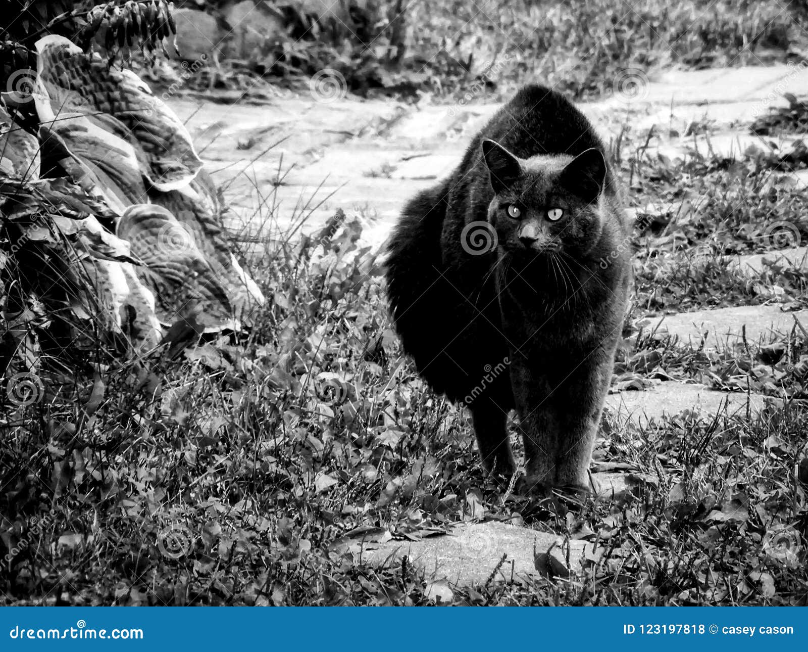 Primal stock photo. Image of instinctively, predator - 123197818