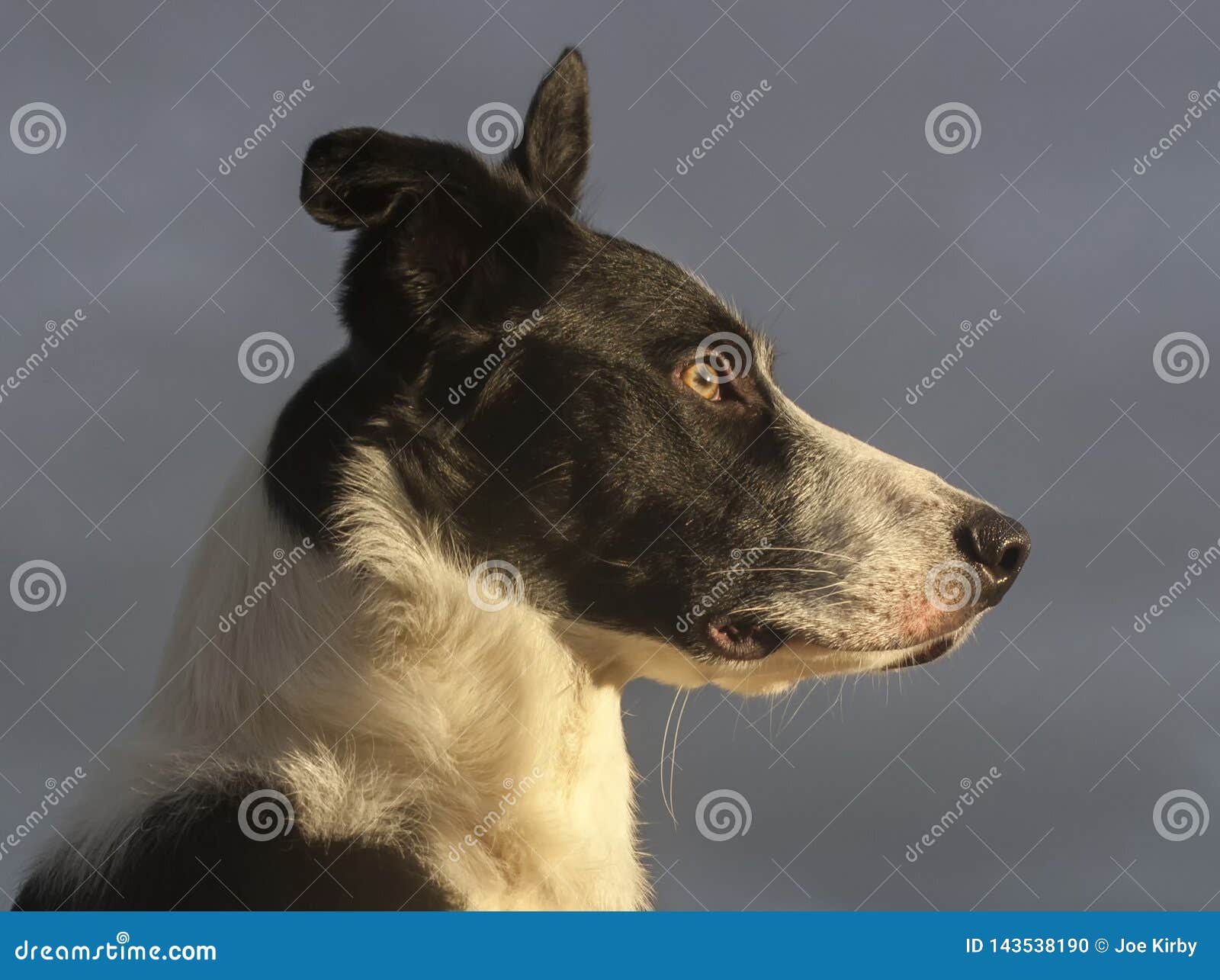 Border Collie Side Portrait Stock Photo - Image of field, action: 143538190