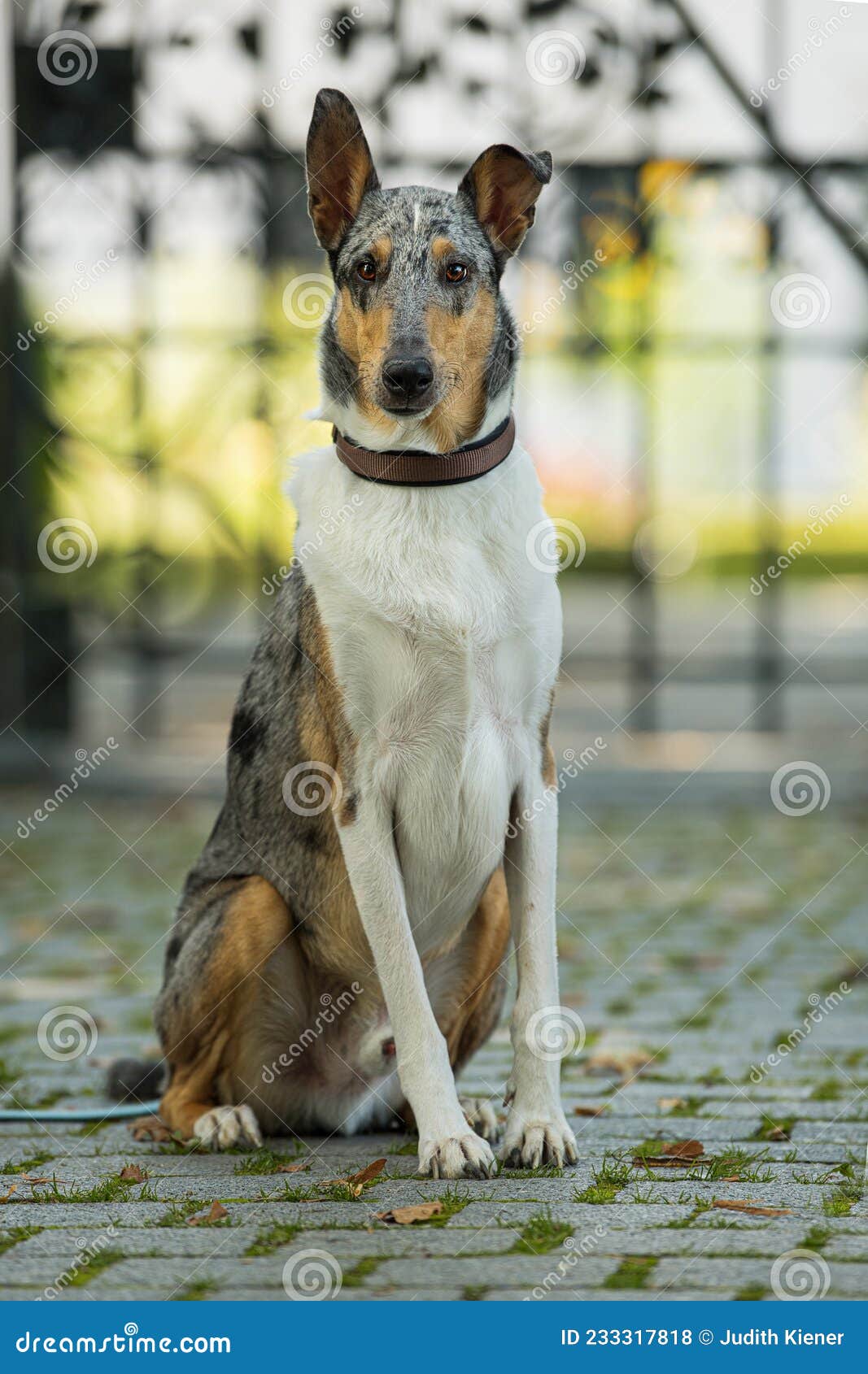Short Haired Collie in the City Stock Photo - Image of haired, mammal ...
