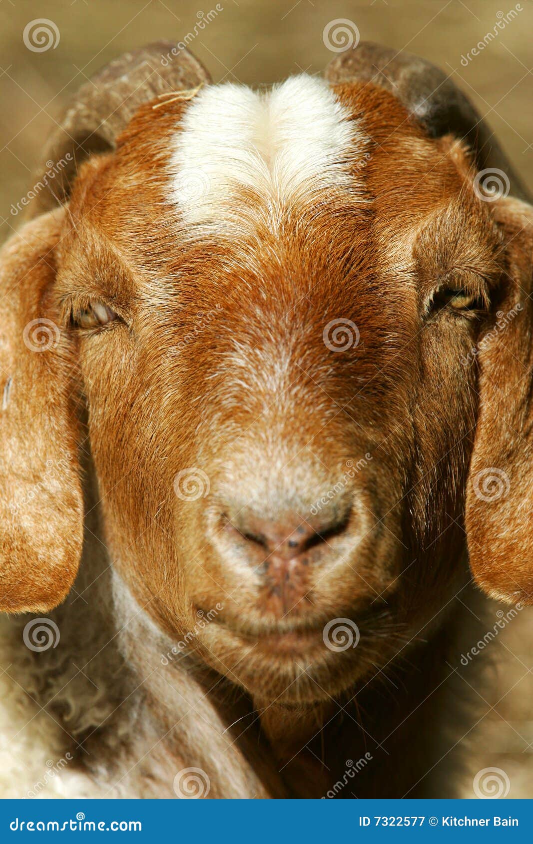 Short Haired Goat stock image. Image of farm, goats, short - 7322577