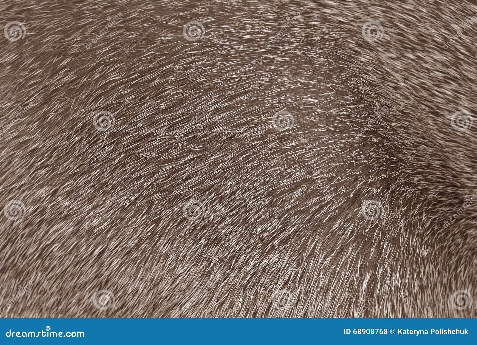 Short-haired Gray Cat Fur Structure Stock Photo - Image of hair, breed ...