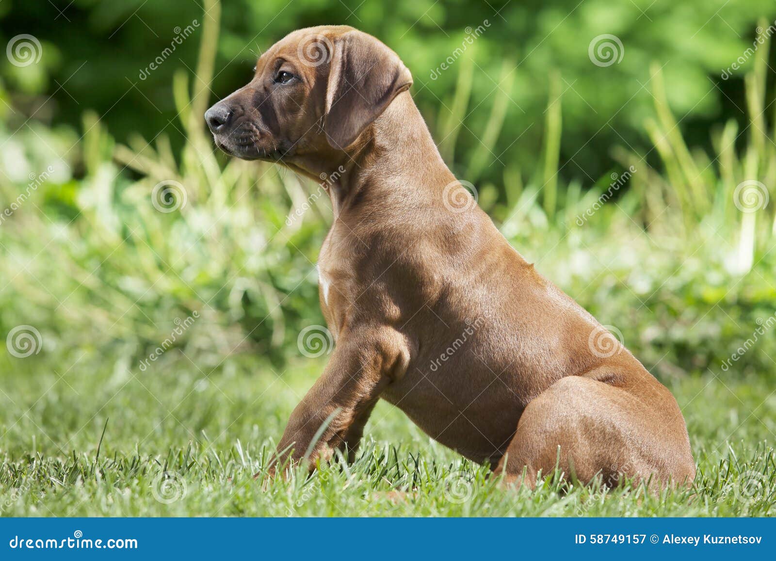 Short-haired Rhodesian Ridge-back Puppy Dog Stock Image - Image of ...