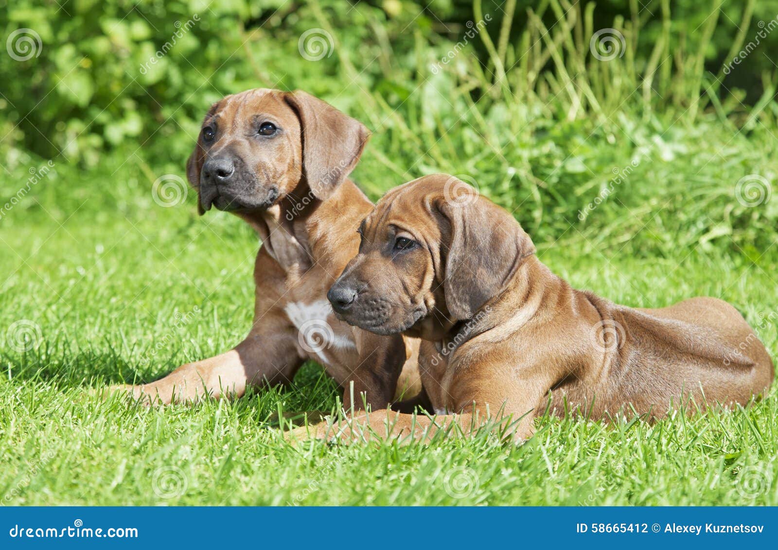 Short Haired Rhodesian Ridgeback Puppies Outdoors Stock Photo - Image ...