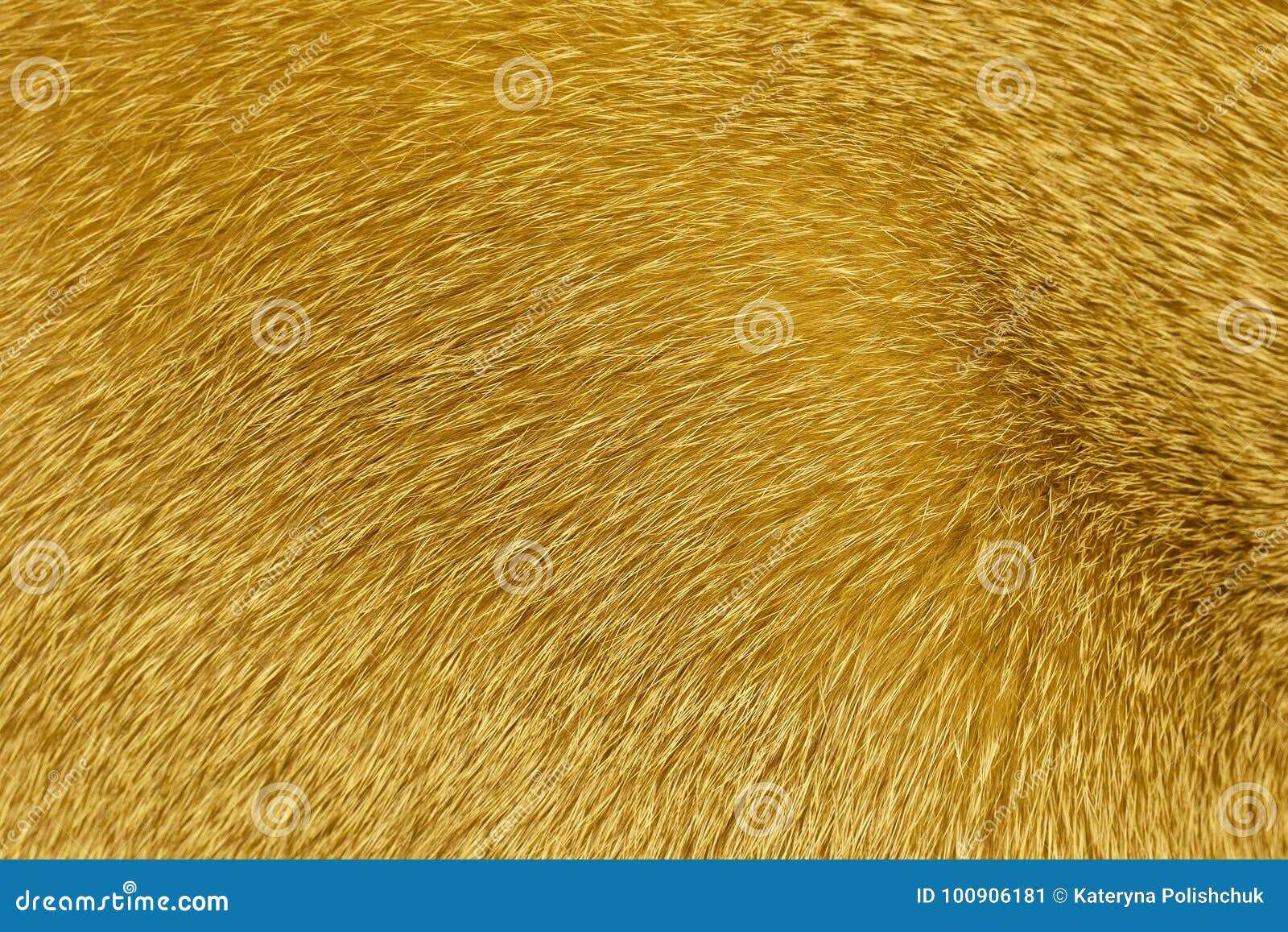Short-haired Sandy Cat Fur Structure Stock Image - Image of hair, short ...