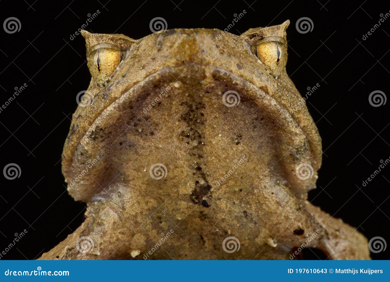 Short-horned Asian Horned Frog Xenophrys Aceras Stock Image - Image of ...