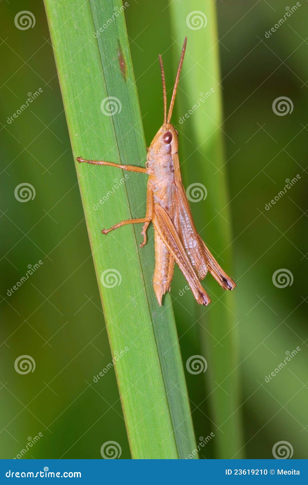 Short-horned grasshopper stock photo. Image of acridid - 23619210