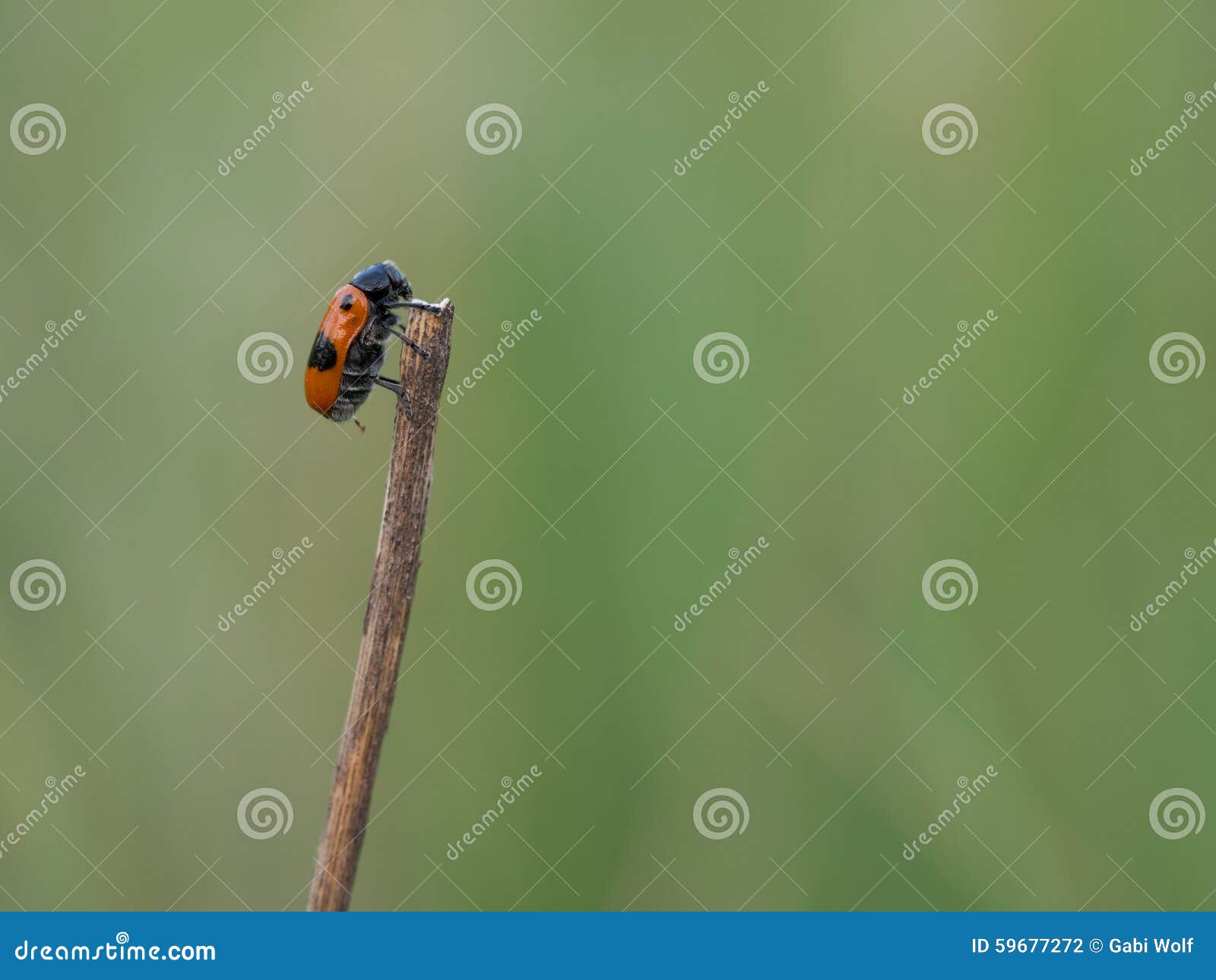Short-horned Leaf Beetle, Clytra Laeviuscula Stock Photo - Image of ...