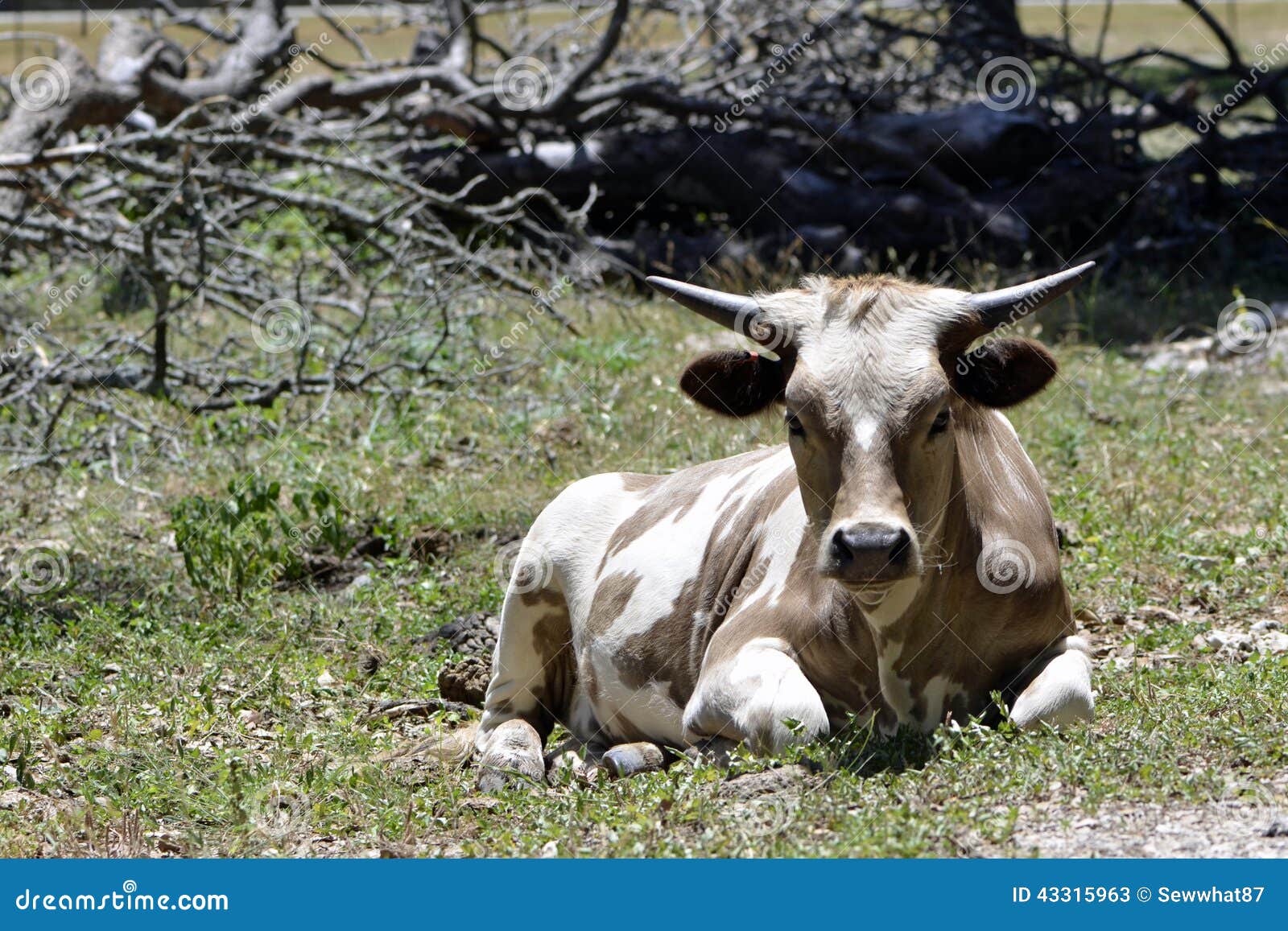 Short Horned Longhorn on Texas Ranch Stock Image - Image of horned ...