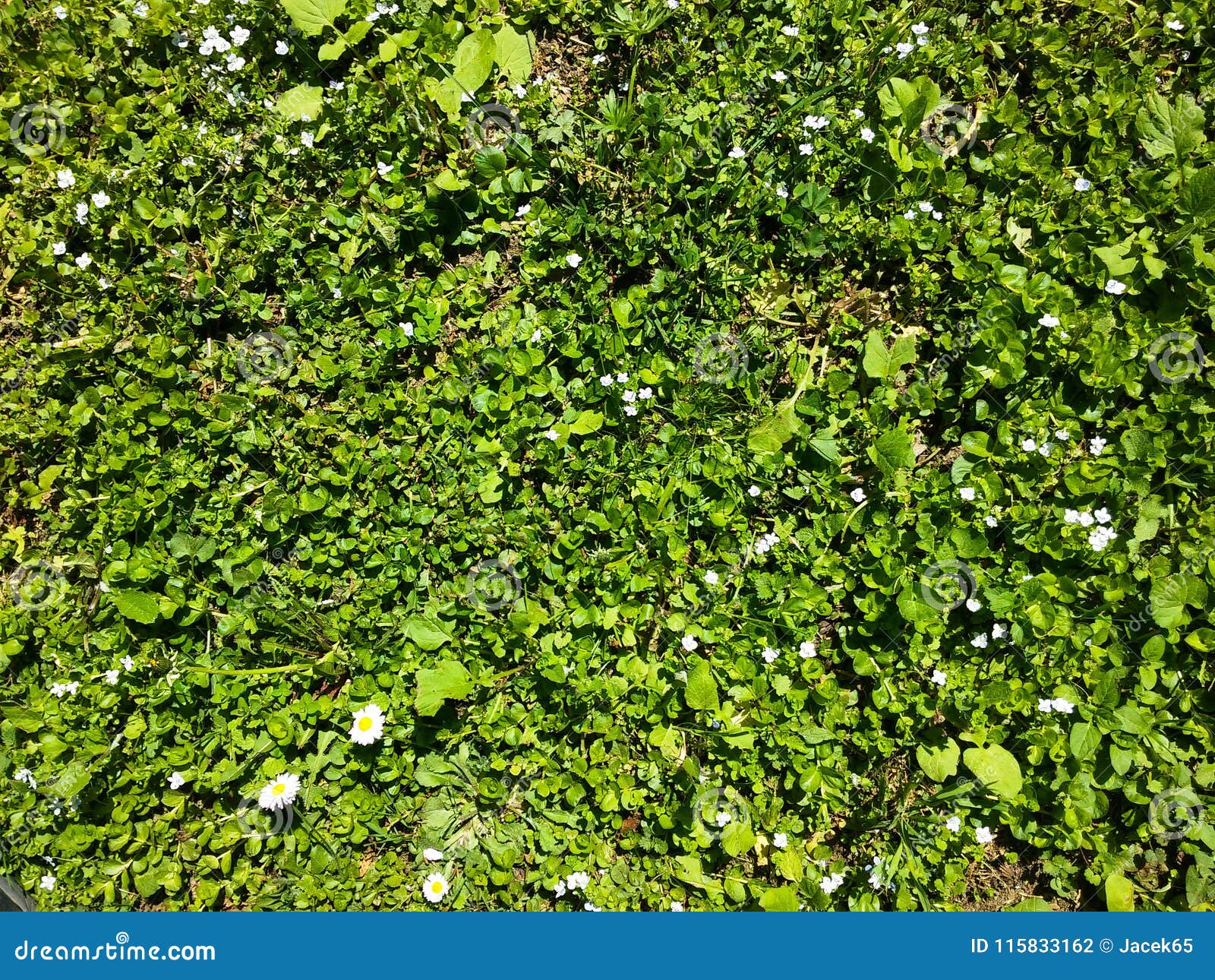 Short lawn stock photo. Image of grass, short, mowed - 115833162