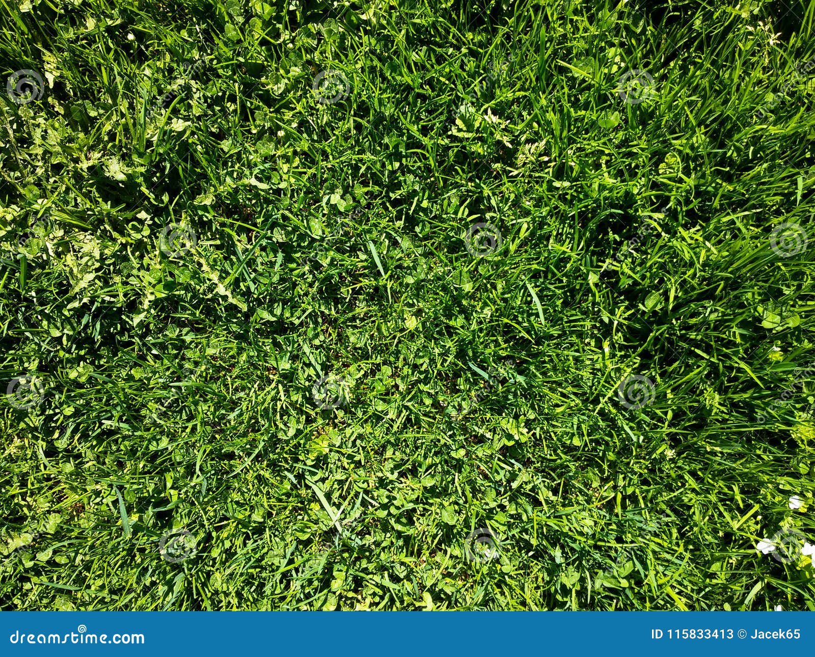 Short lawn stock image. Image of grass, mowed, short - 115833413