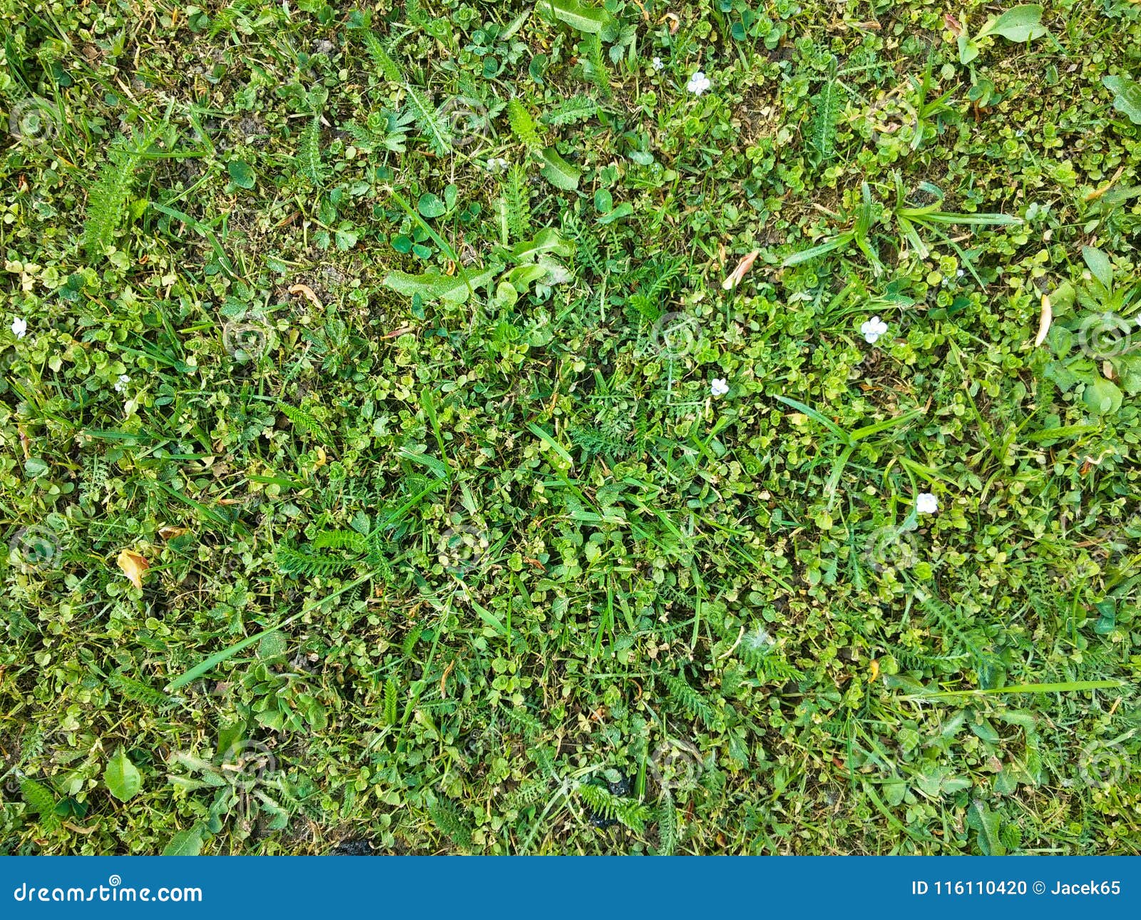 Short lawn stock photo. Image of grass, short, mowed - 116110420
