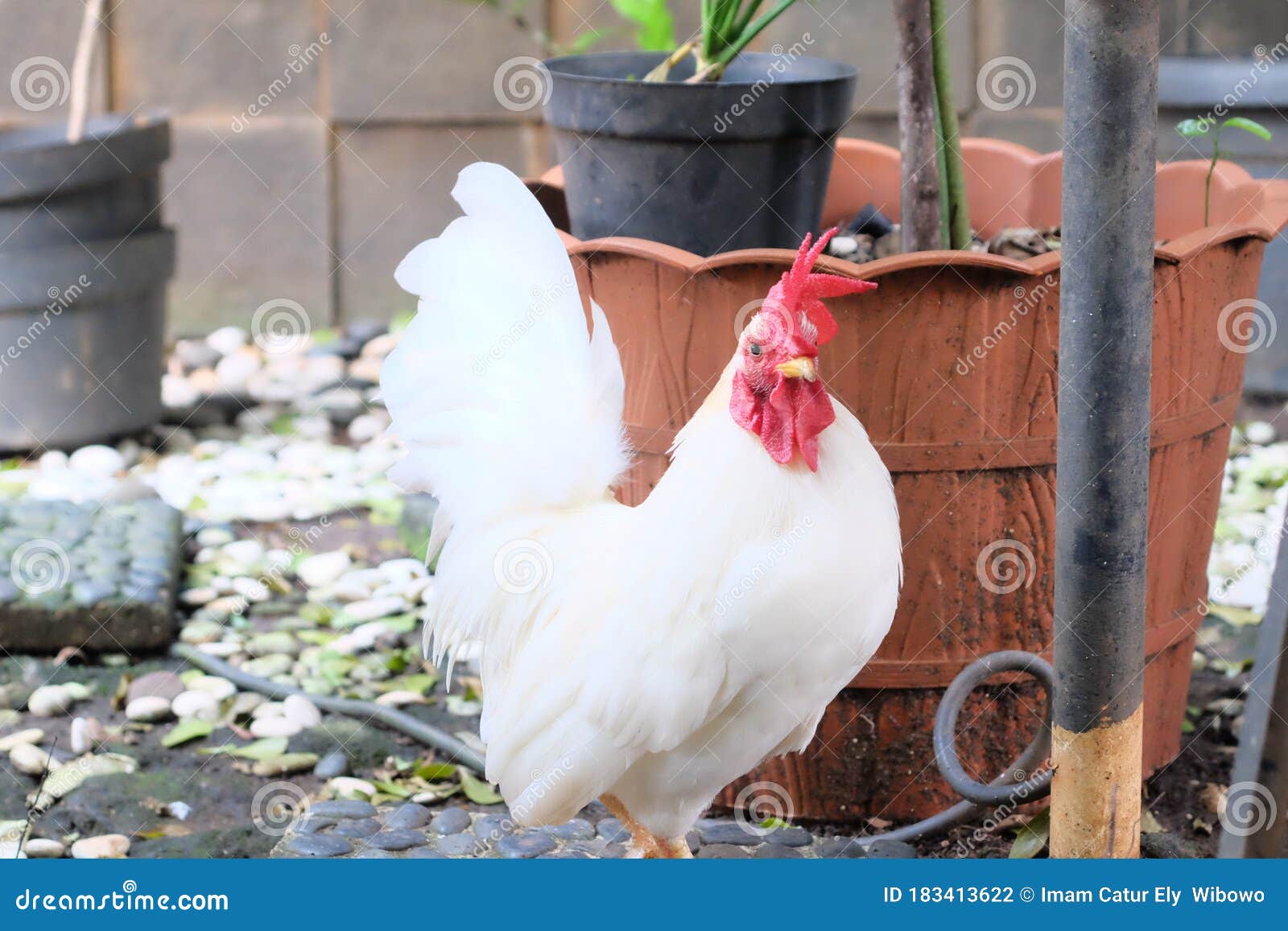 White bantam chicken stock photo. Image of bantam, short - 183413622