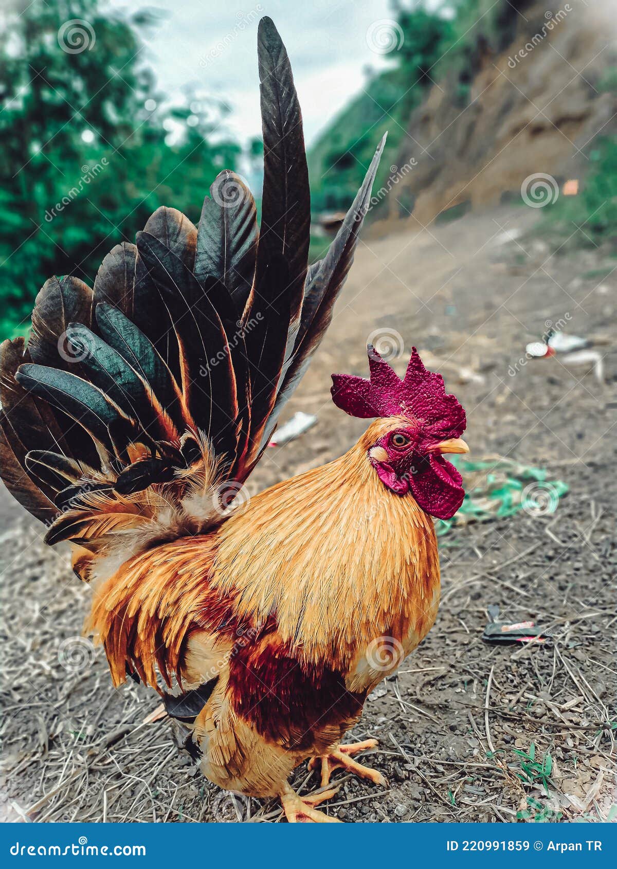 Short-legged Bantam Chicken Stock Image - Image of peafowl, ducks ...