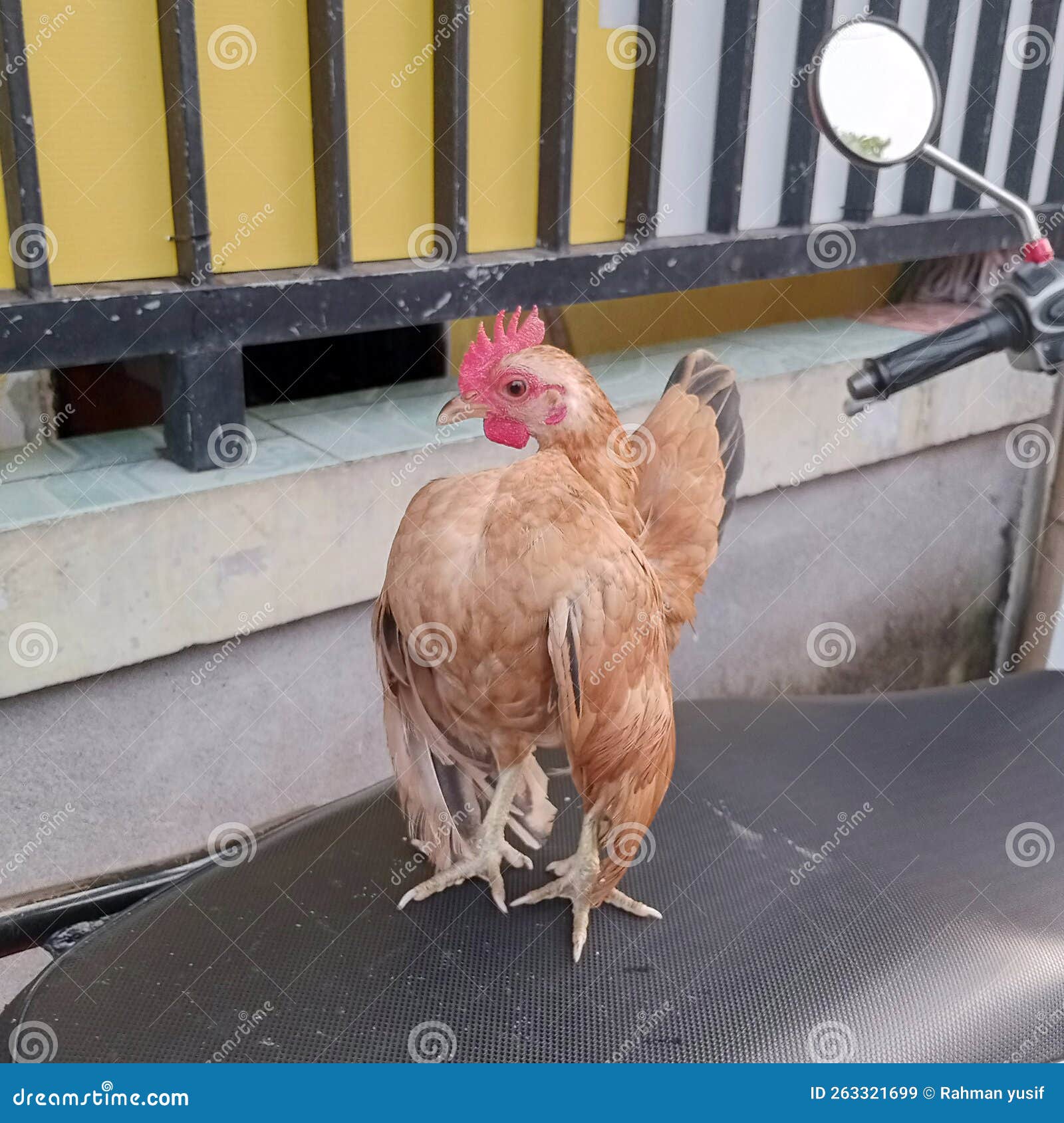 Short-legged Bantam Chicken Stock Image - Image of bird, ducks: 263321699