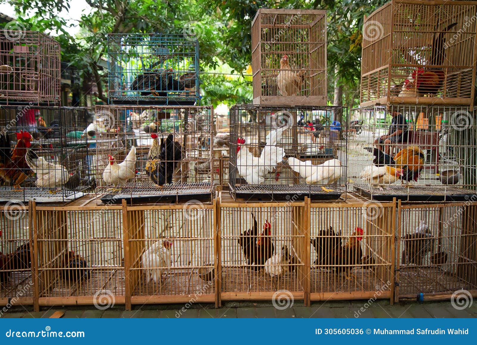 Short-legged Bantam Chicken in Cage at Animal Market Stock Photo ...