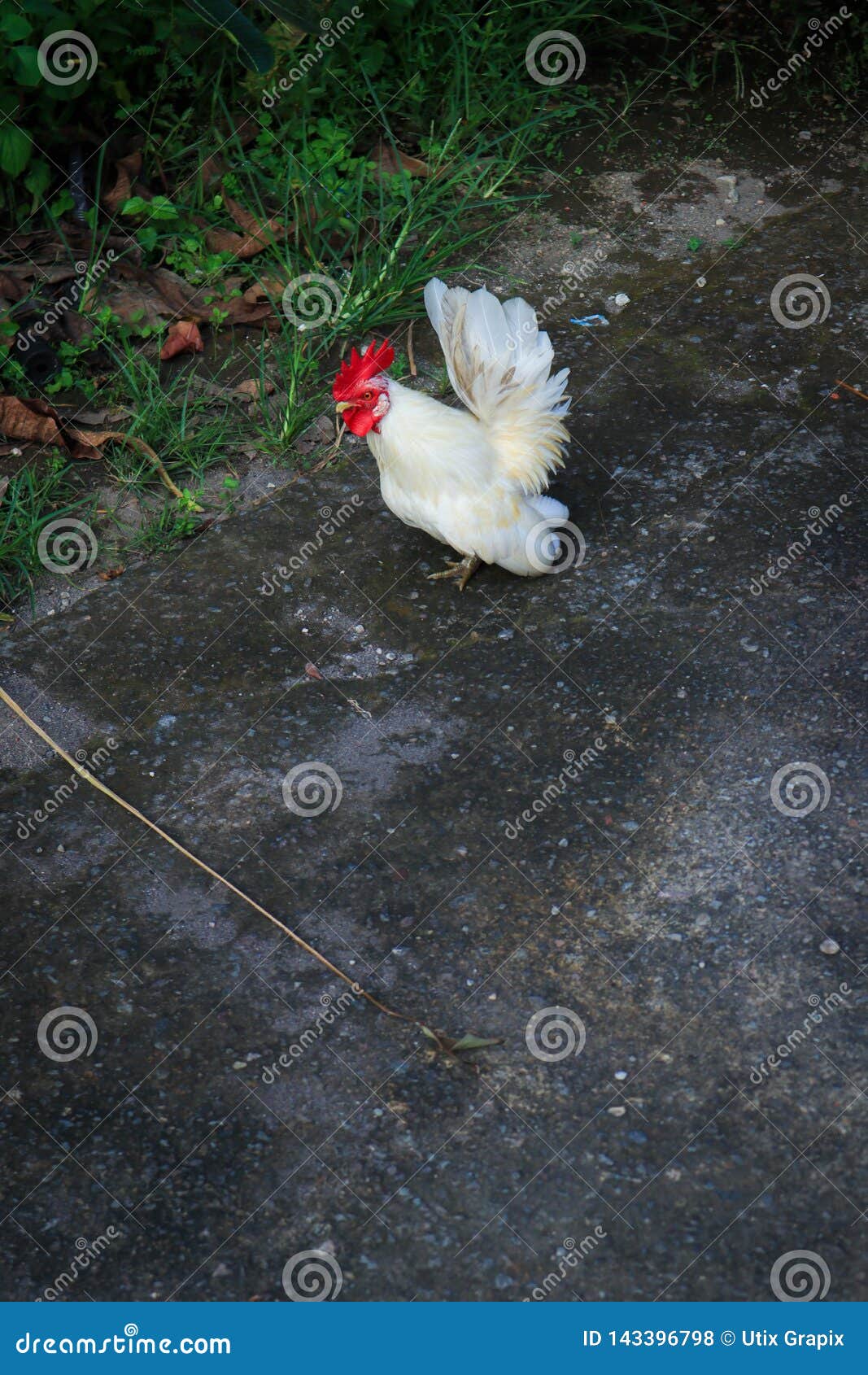 Short Legged Bantam Chicken Stock Photo - Image of white, ground: 143396798