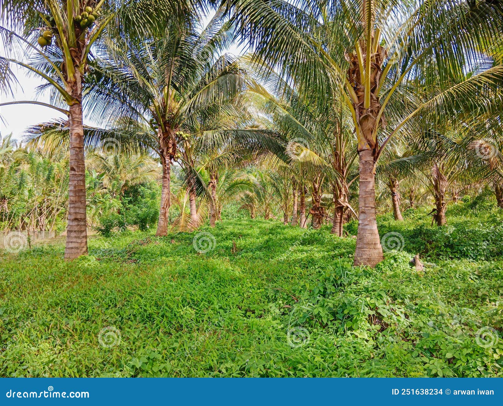 Short-lived Coconut Tree Portrait Stock Photo - Image of lived ...