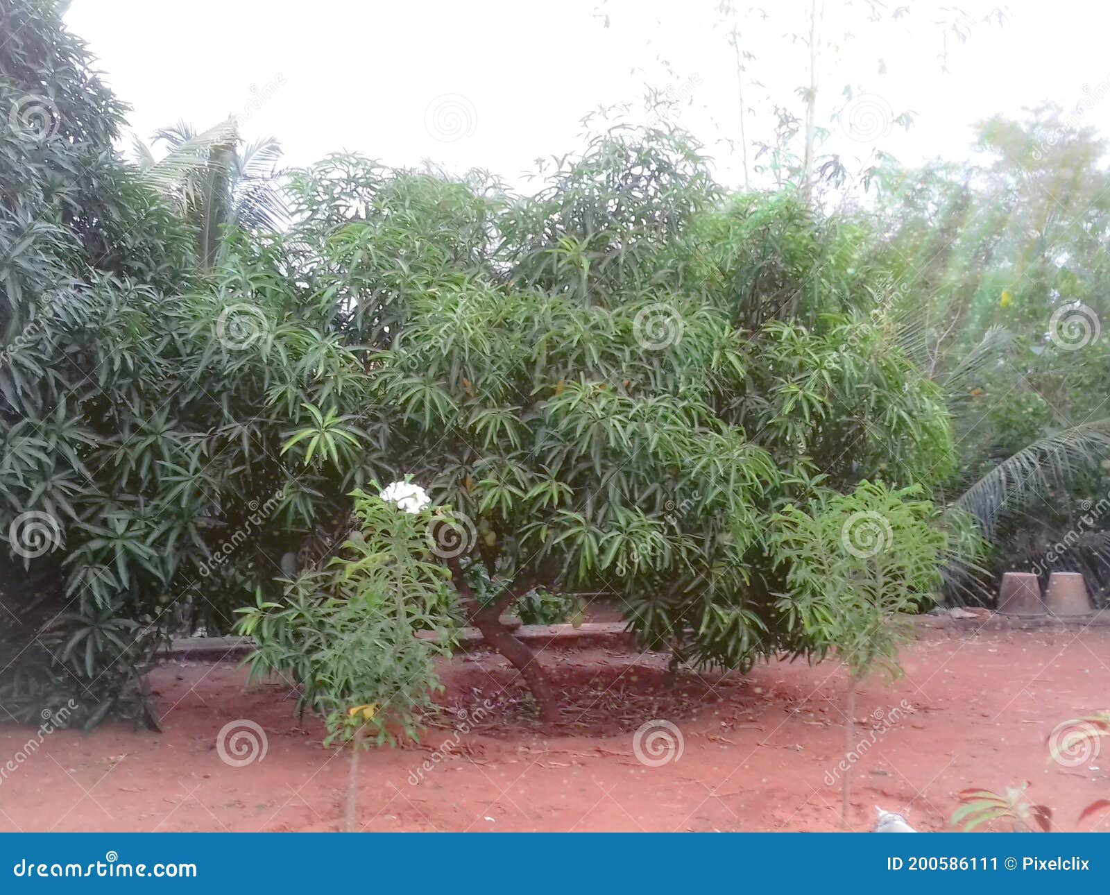 Short Mango Tree Branches Lying on the Floor. Stock Image - Image of ...