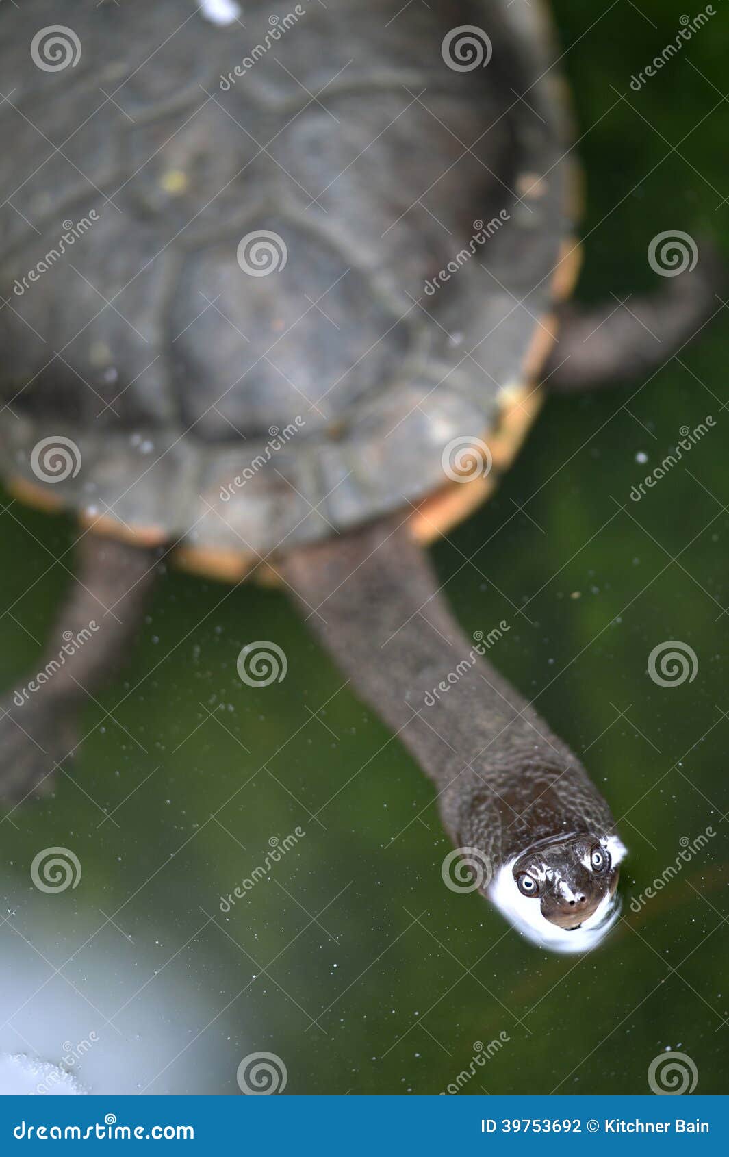 Short Neck Turtle stock photo. Image of eating, australian - 39753692