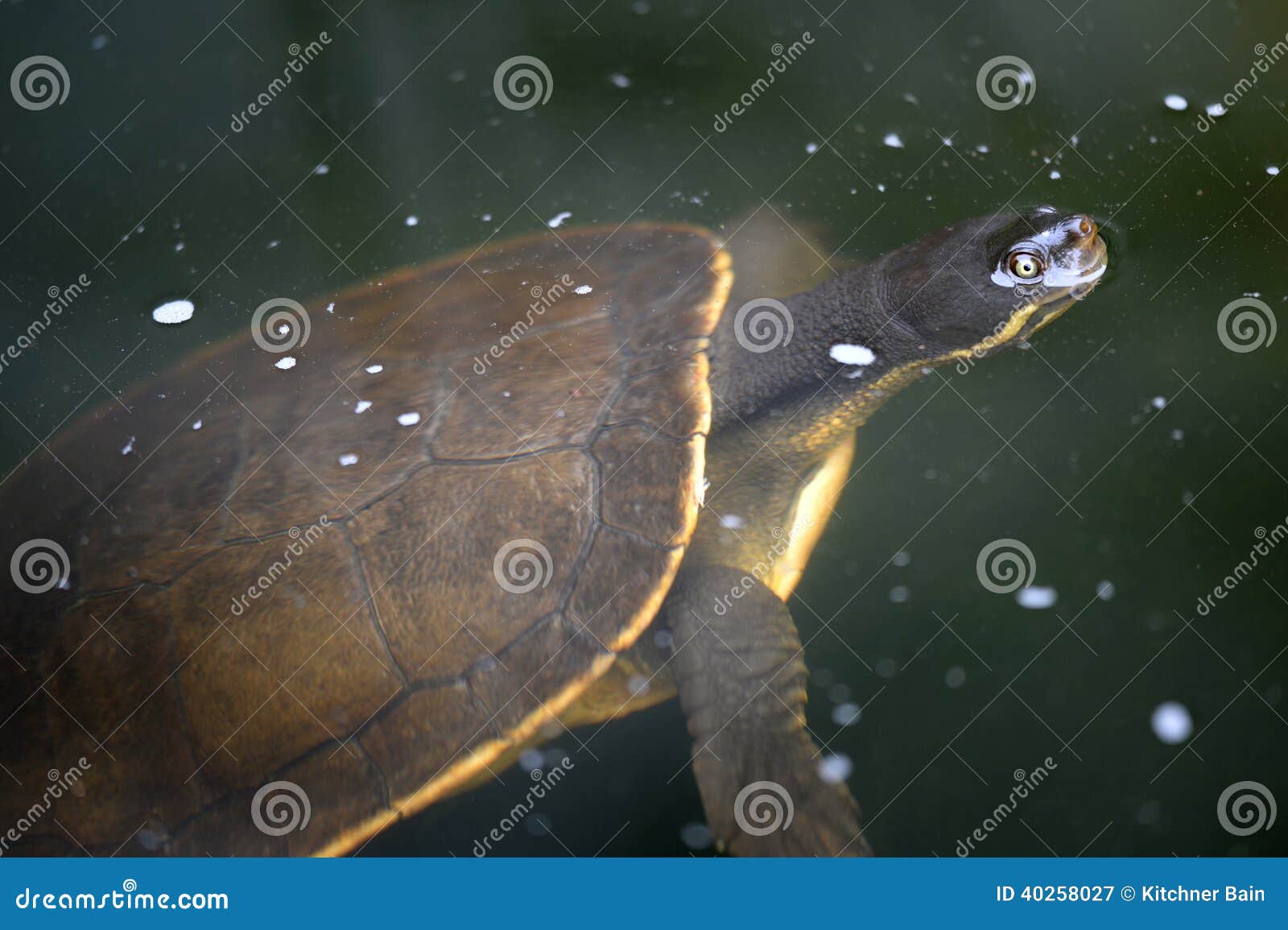 Short Neck Turtle stock image. Image of snail, reptile - 40258027