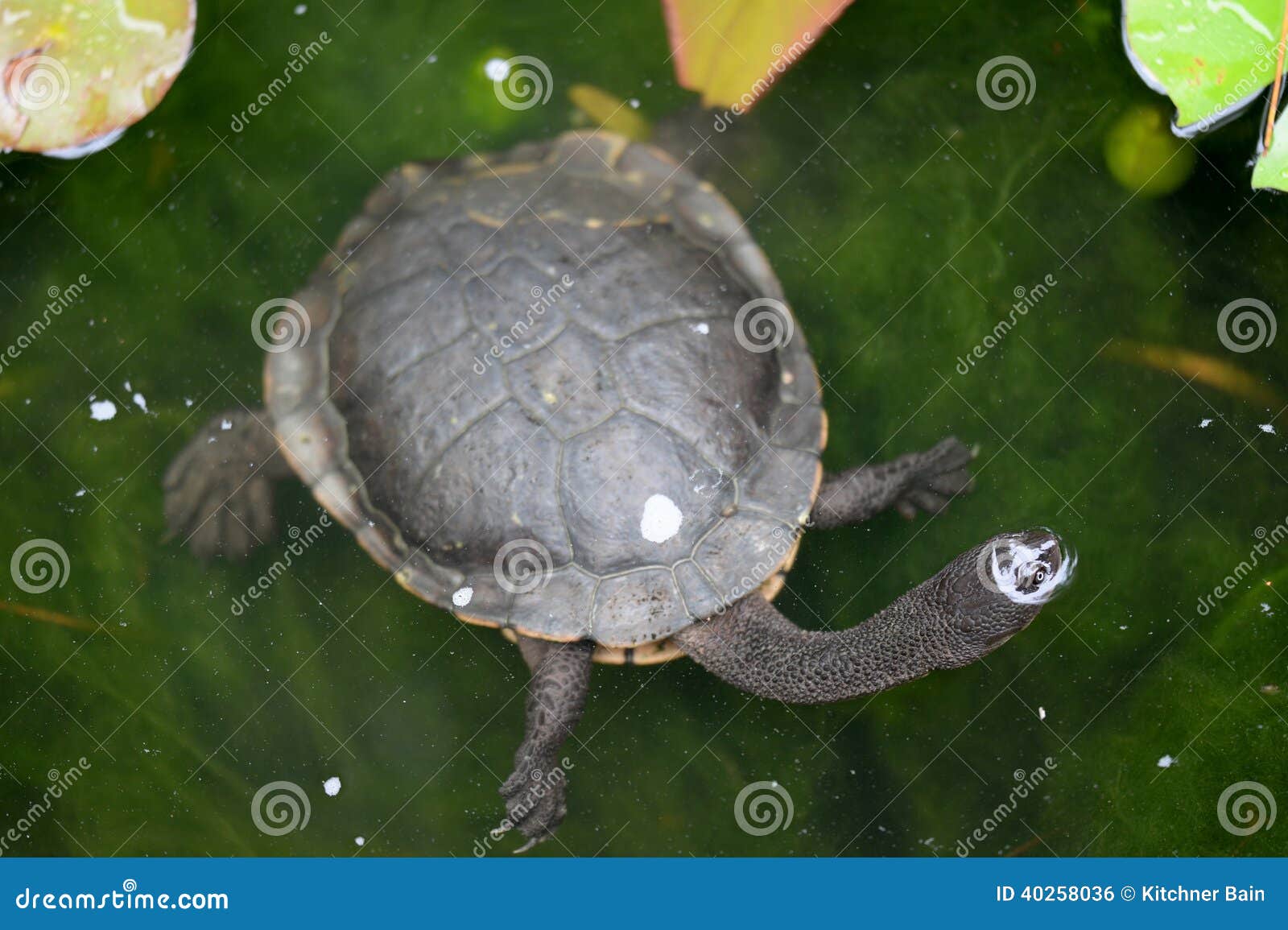 Short Neck Turtle stock photo. Image of bright, rider - 40258036