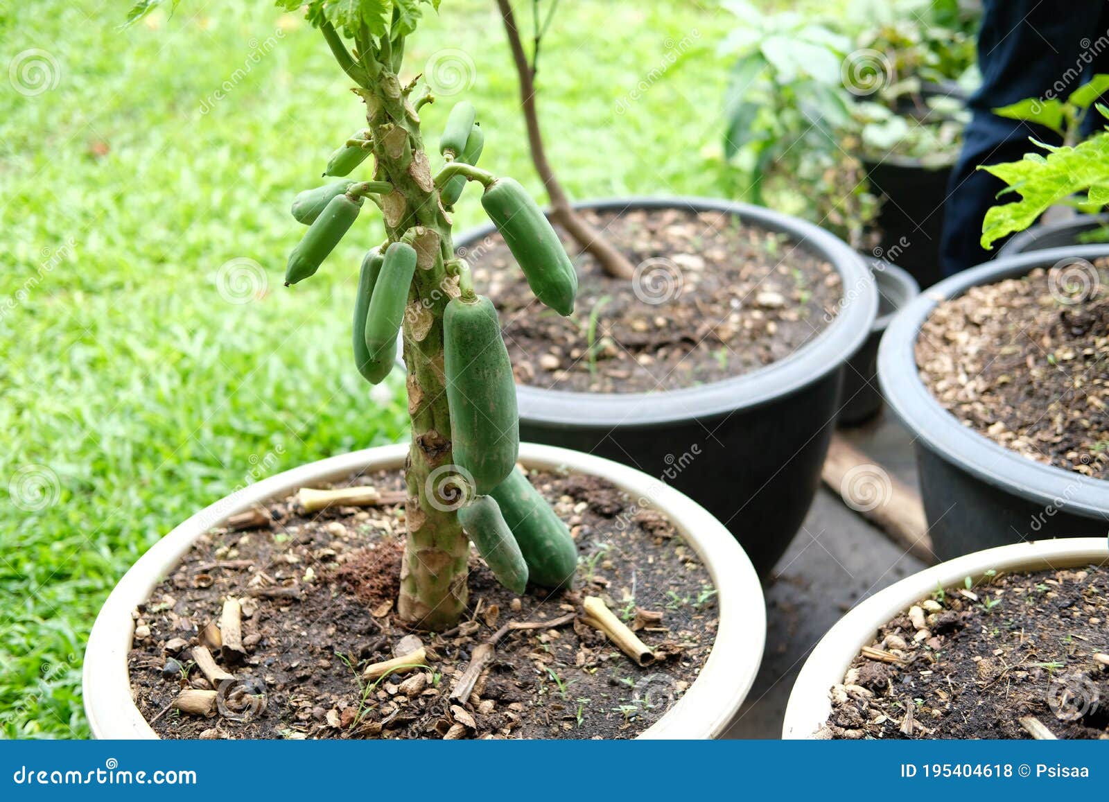 Short Papaya Fruit Tree Growing in Pot Stock Photo - Image of ...