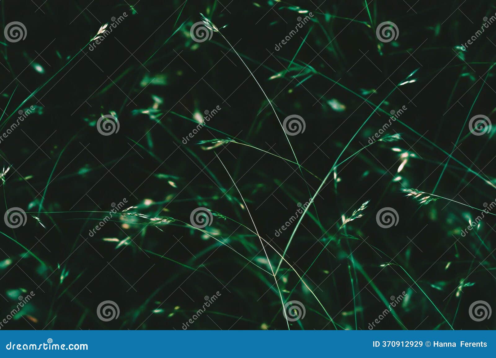 Short Patchy Grass Texture With Bare Spots And Uneven Surface Against A ...