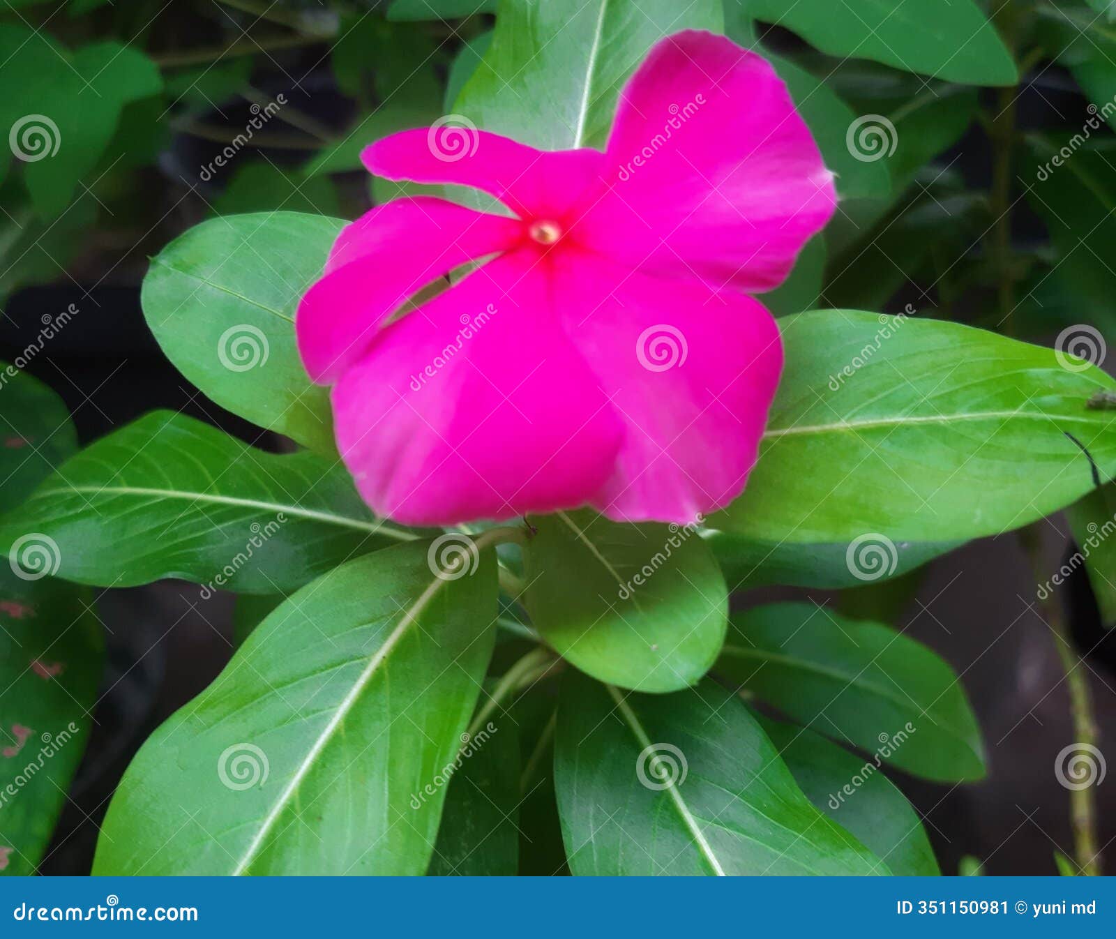 Short Plant with Pink Catharanthus Flowers Stock Image - Image of plant ...