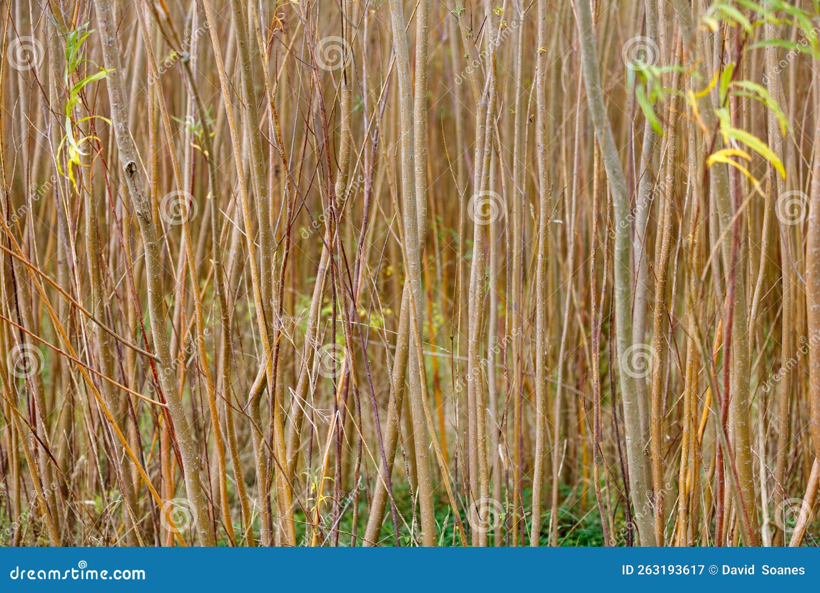 Short Rotation Young Willow Coppice Trees - Stock Photo Stock Image ...