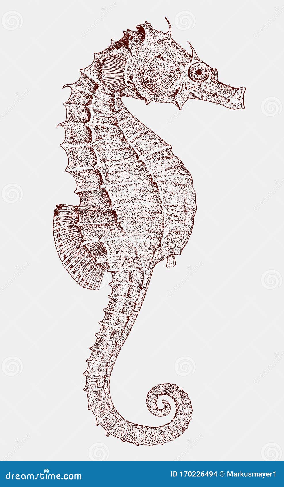 Short-snouted Seahorse in Side View Stock Vector - Illustration of side ...