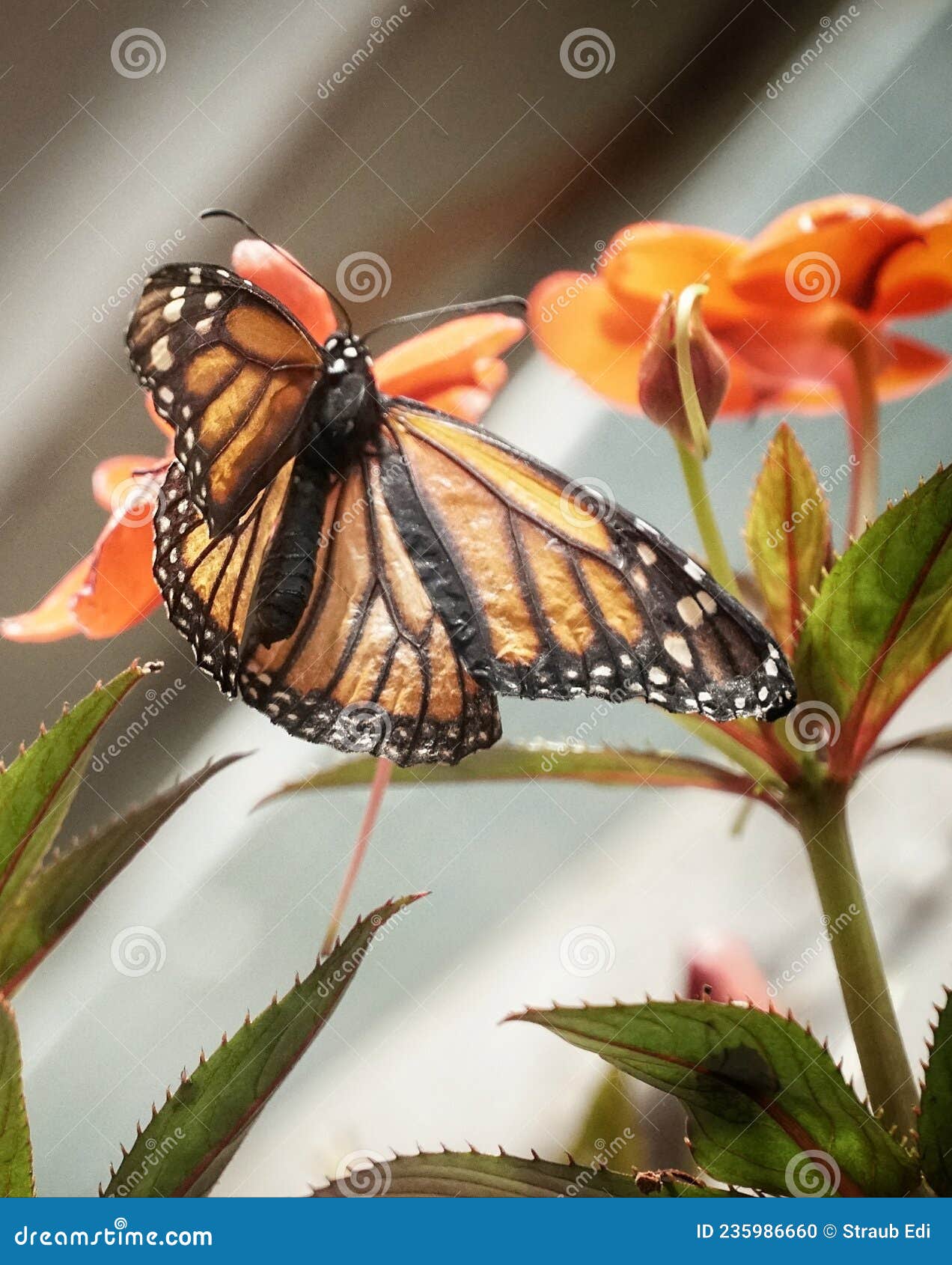 Short stop of a butterfly stock photo. Image of nature - 235986660