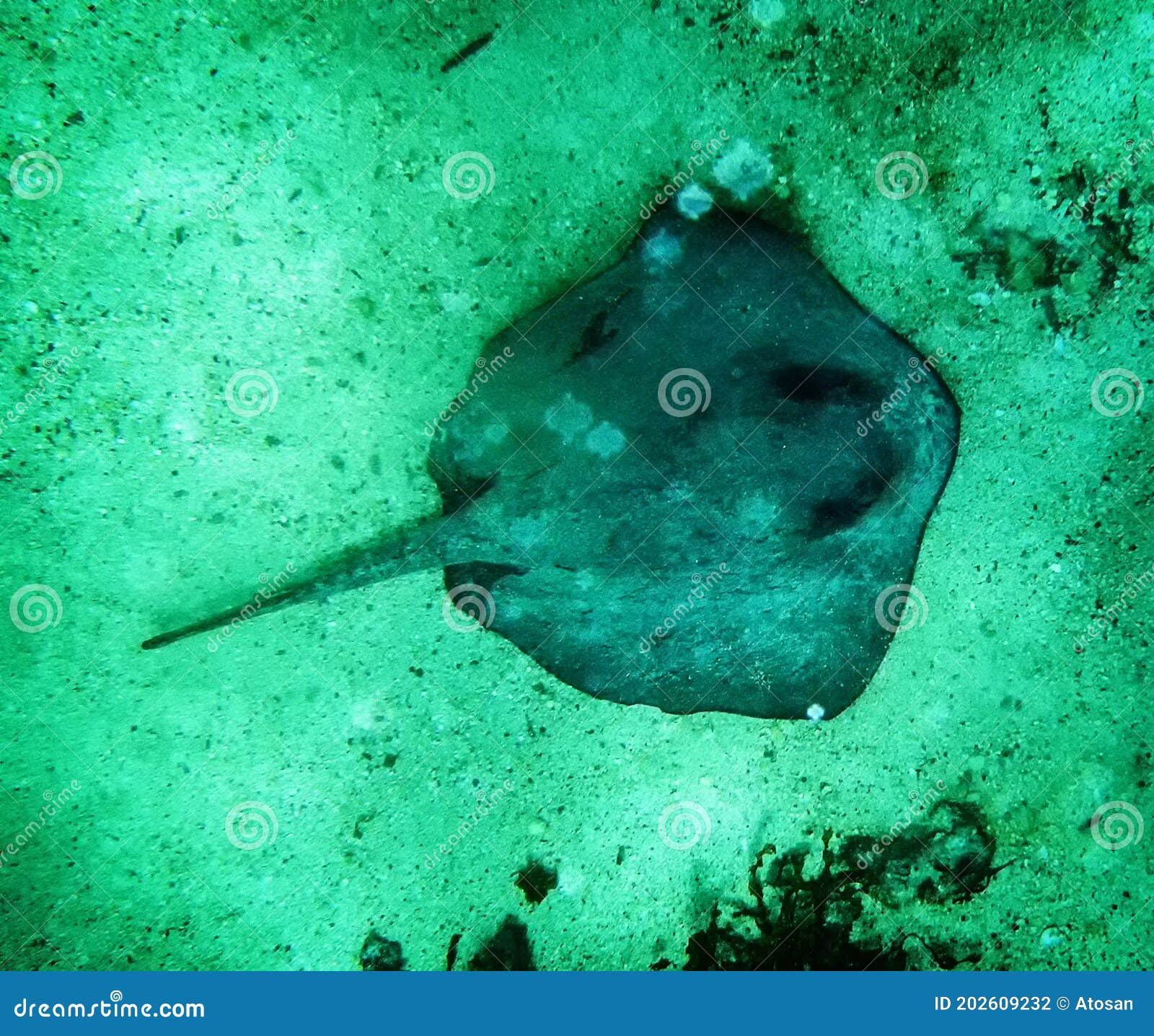 Short-tail Stingray stock photo. Image of destinations - 202609232