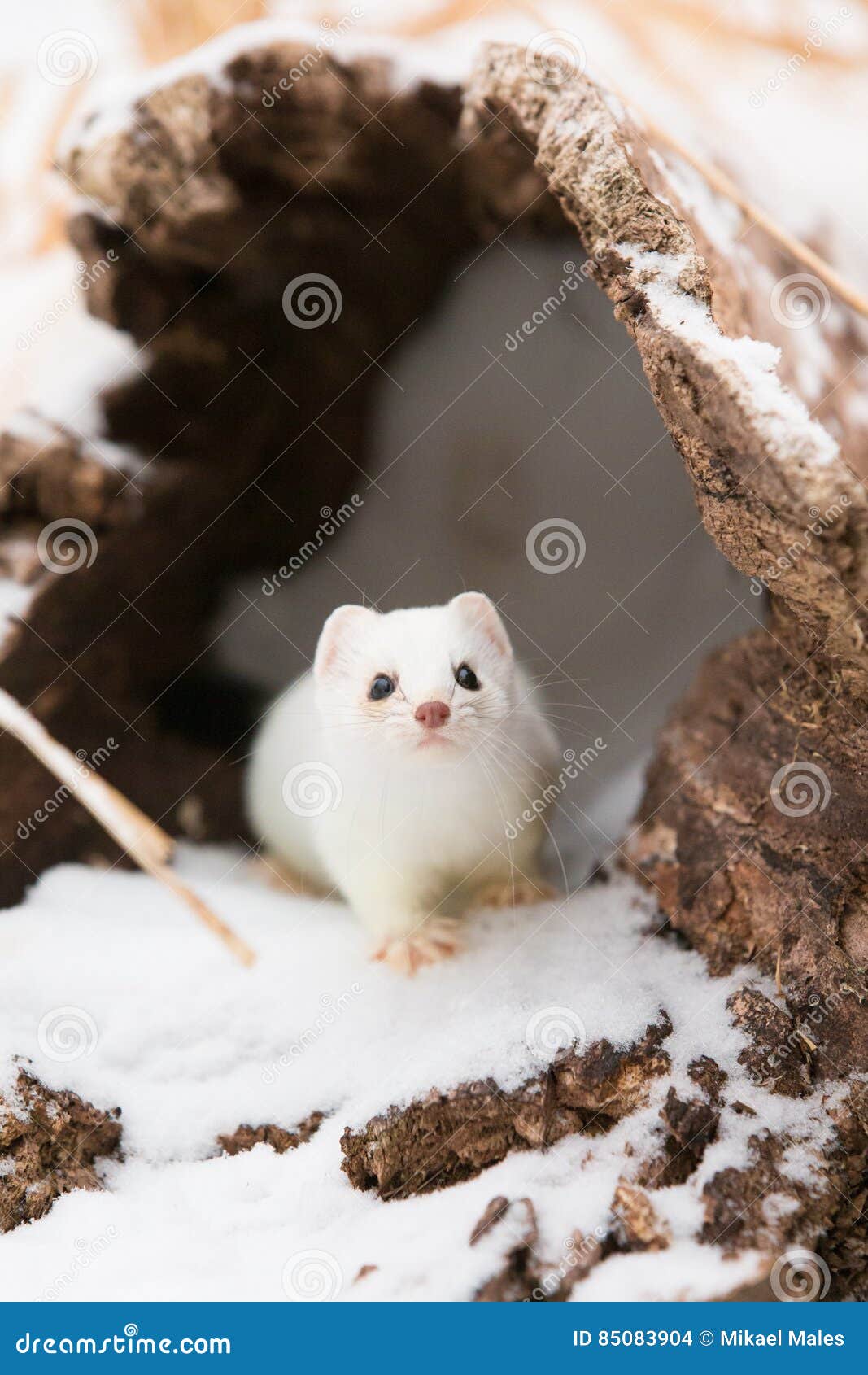 Short Tail Weasel Exiting His Den Stock Photo - Image of like ...