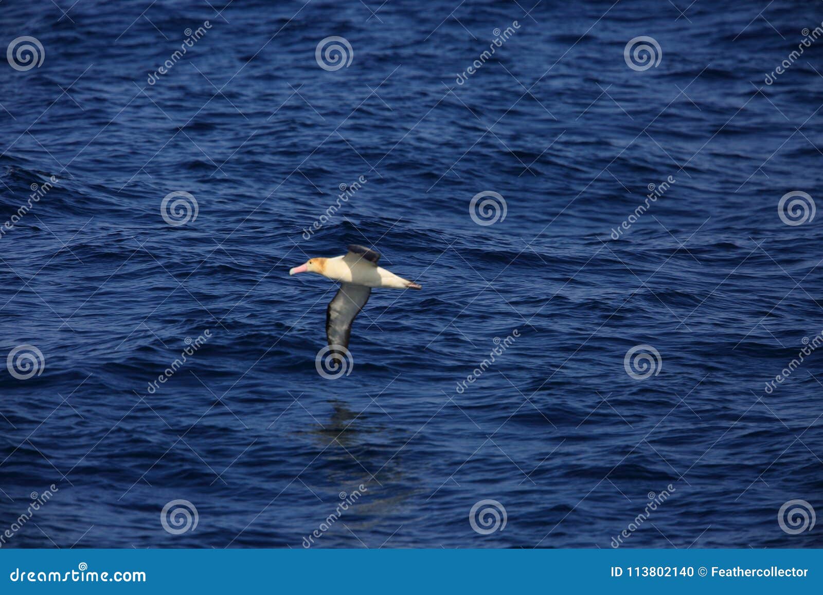 Short-tailed Albatross in Japan Stock Photo - Image of ocean, wildlife ...