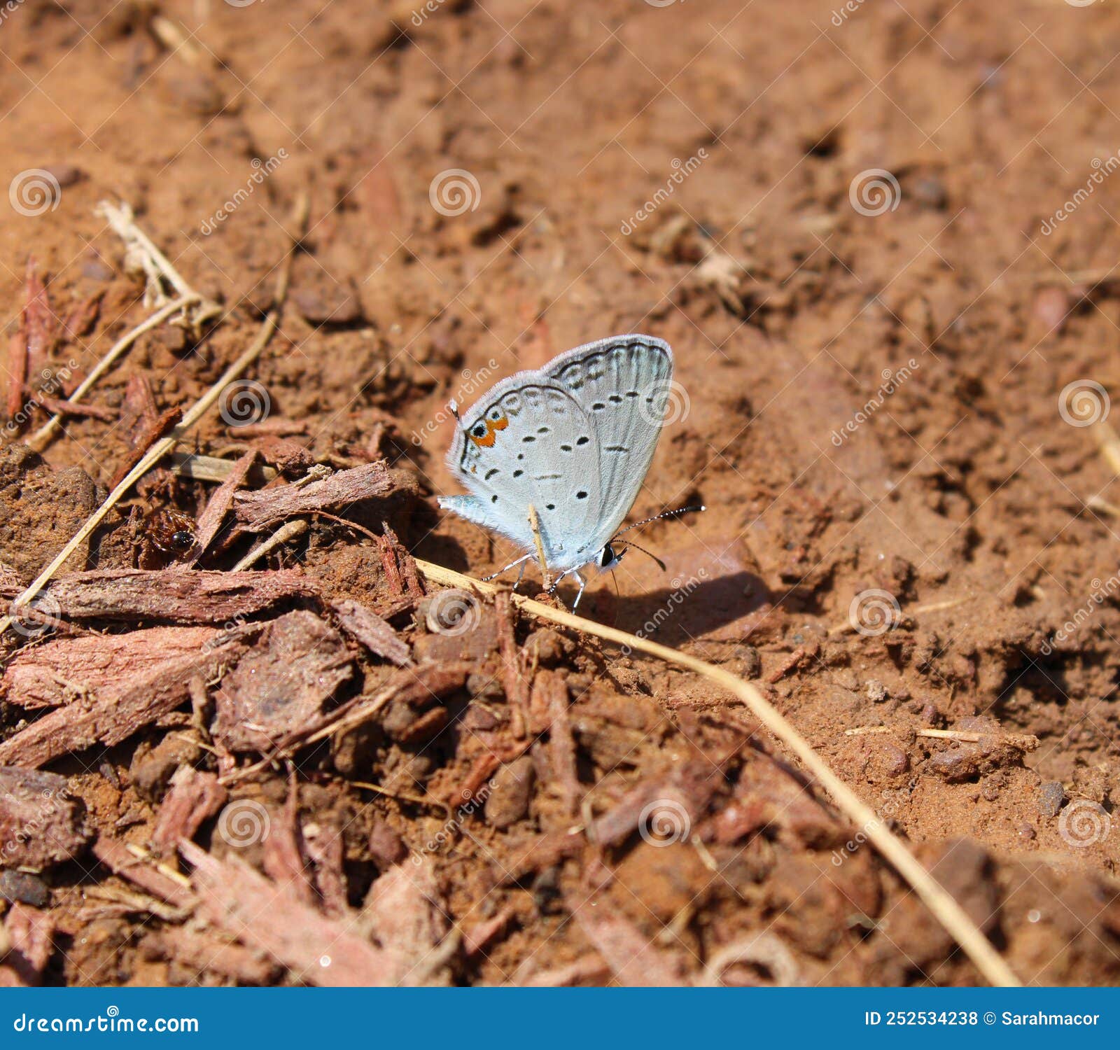 A Short-Tailed Blue Butterfly Resting on Moist Soil Stock Photo - Image ...