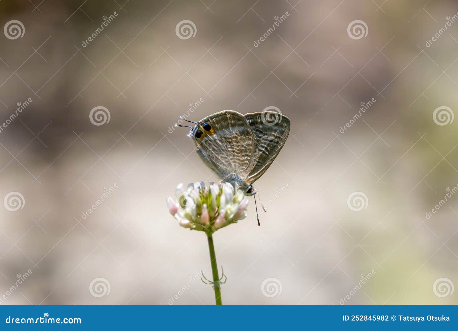 A Short-tailed Blue on a Clover Flower. Stock Photo - Image of flower ...