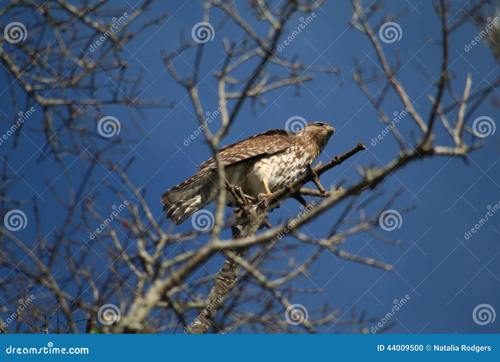 Red-Tailed Hawk Carrying A Snake Royalty-Free Stock Image ...